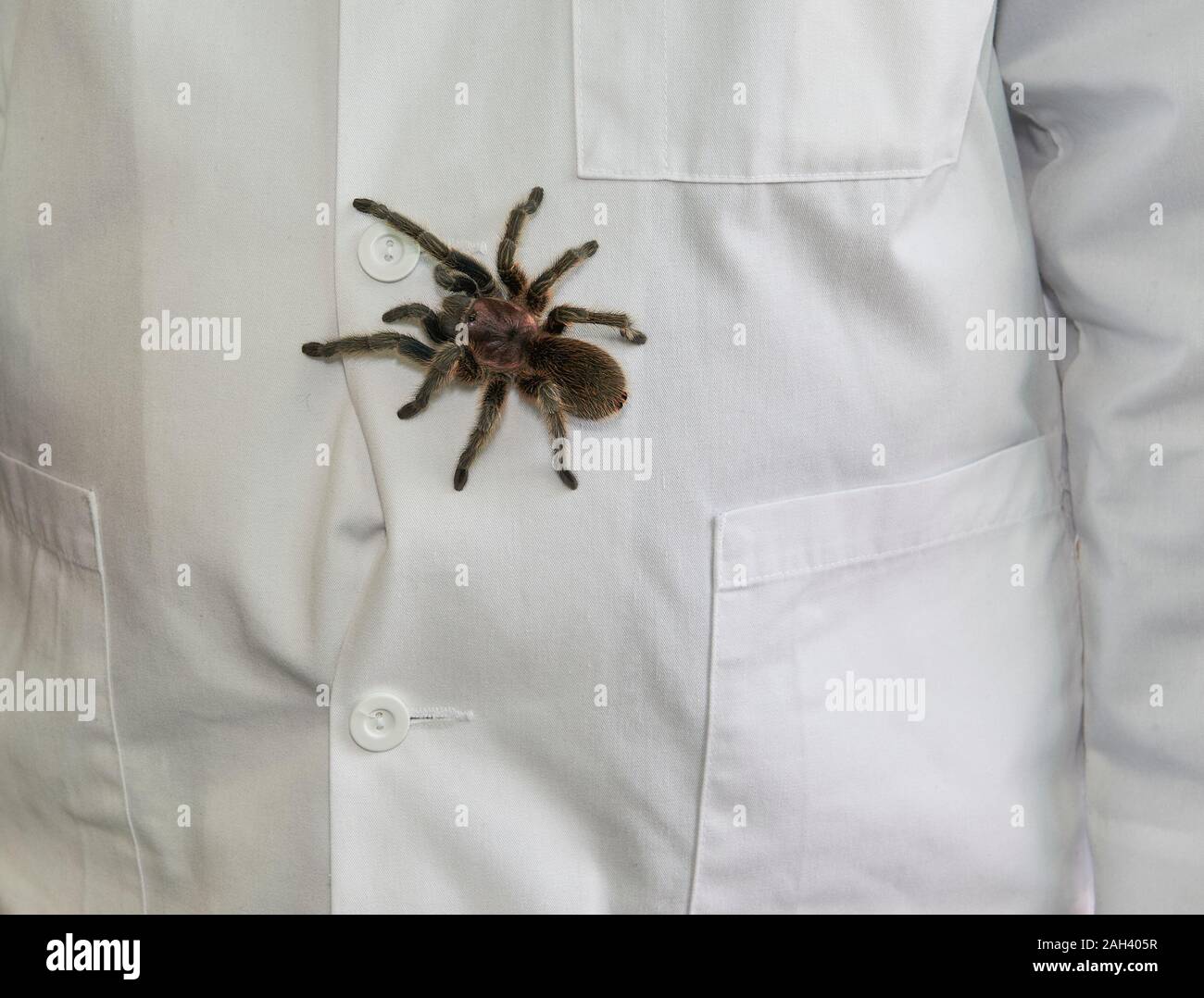 Tarantula (theraphosidae) on display at camping convention in Austin ...