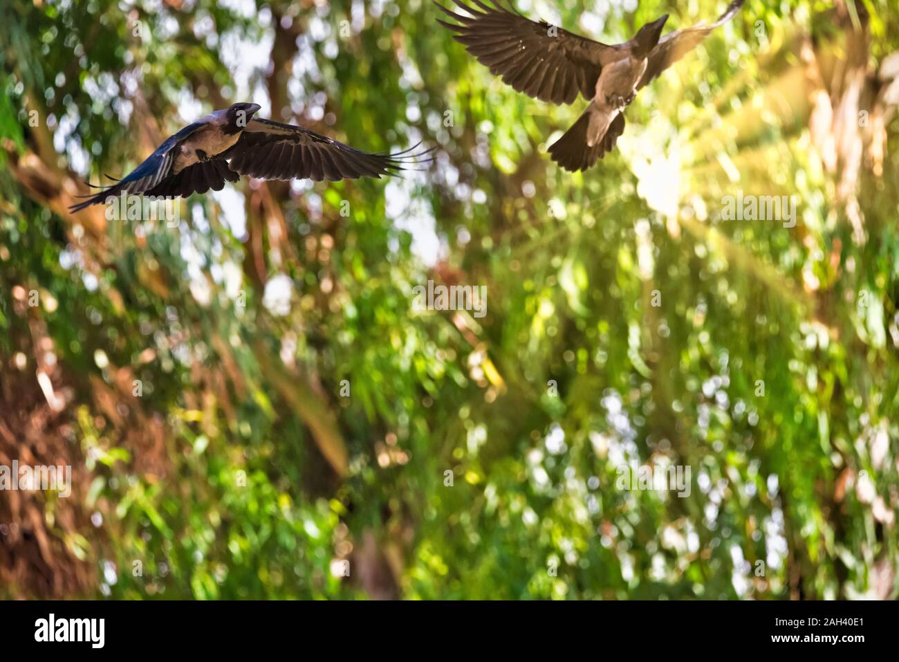 Beautiful 2 Black Crows Flying in a green forest with Visible Sunray ...