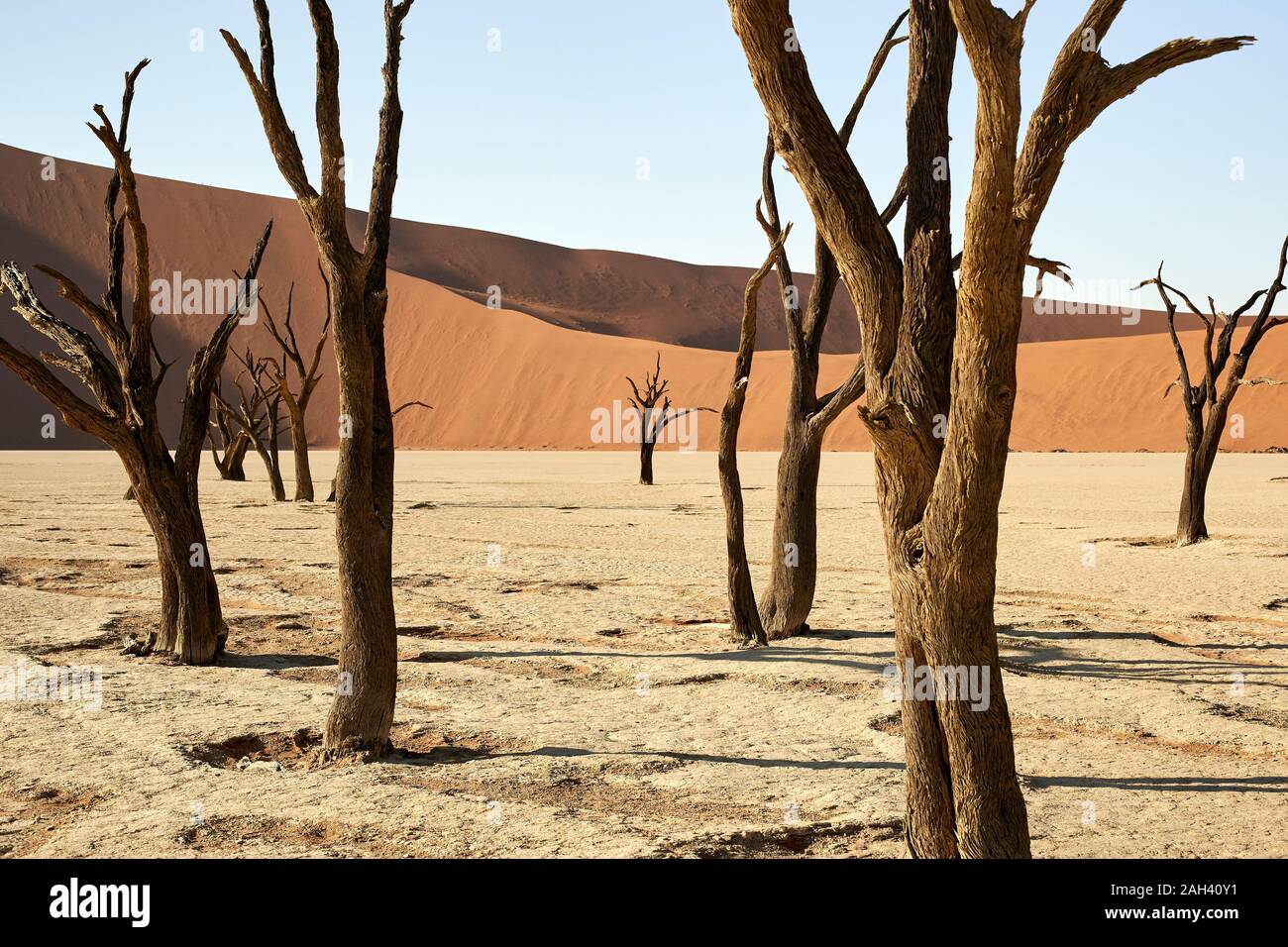 Dead trees in Deadvlei, Sossusvlei, Namib desert, Namibia Stock Photo ...