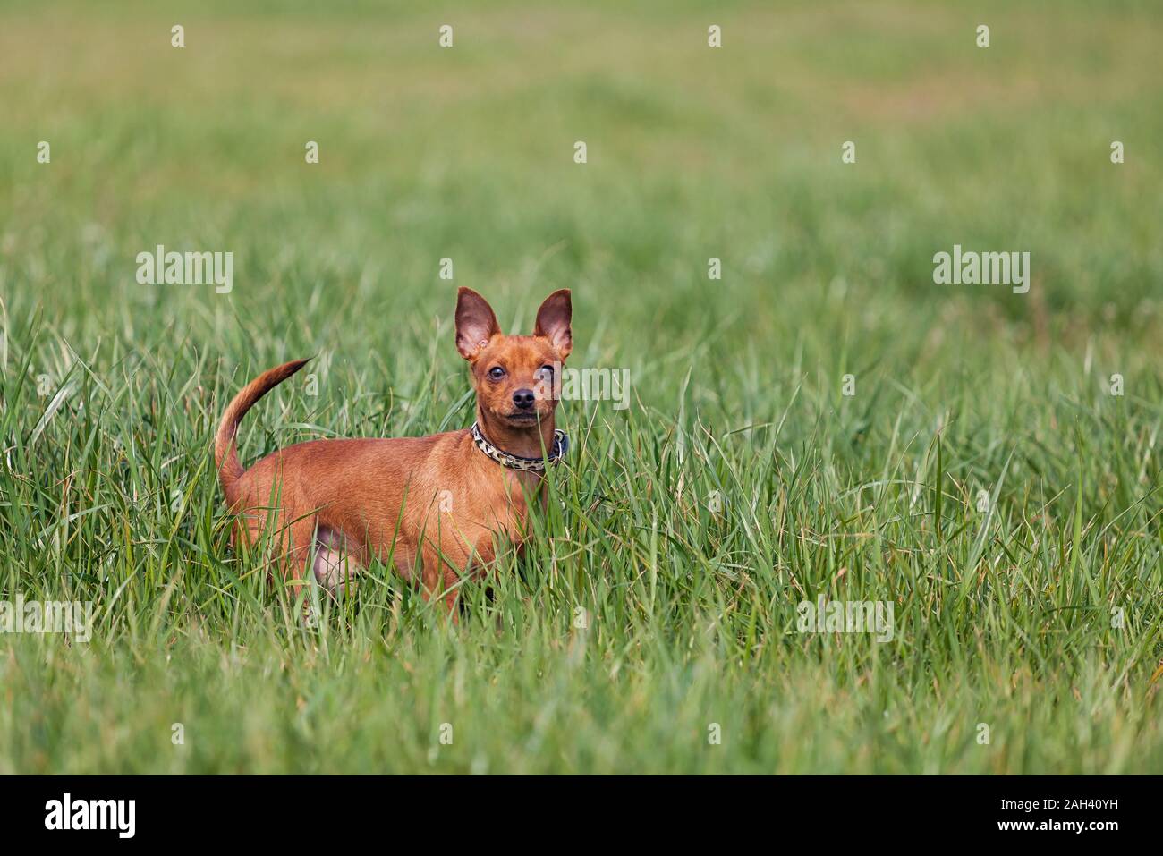 Red miniature pinscher hi-res stock photography and images - Alamy