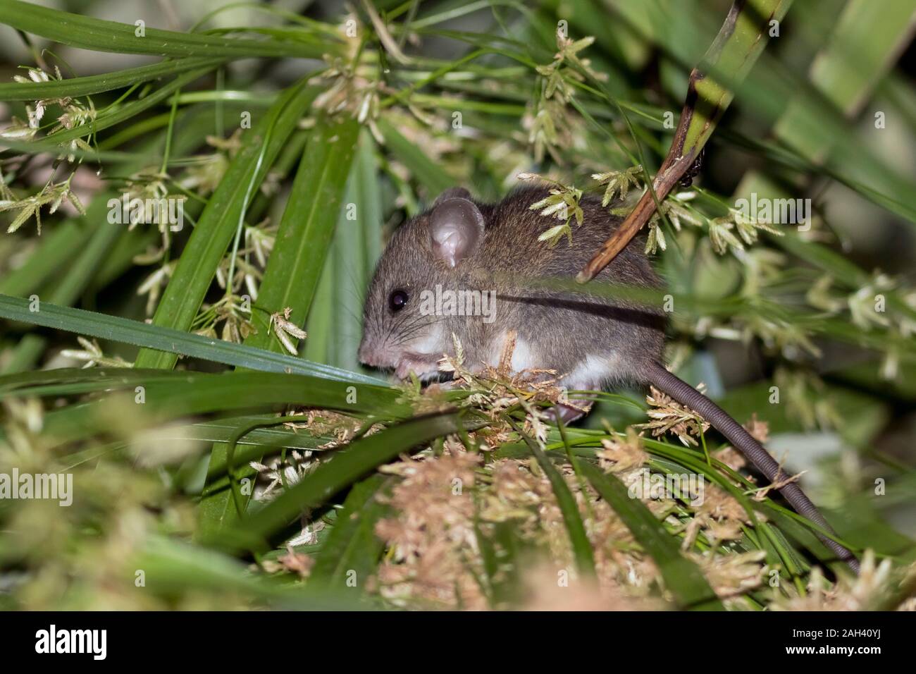 France, Corsica, Mouse (Muroidea) on yucca Stock Photo - Alamy