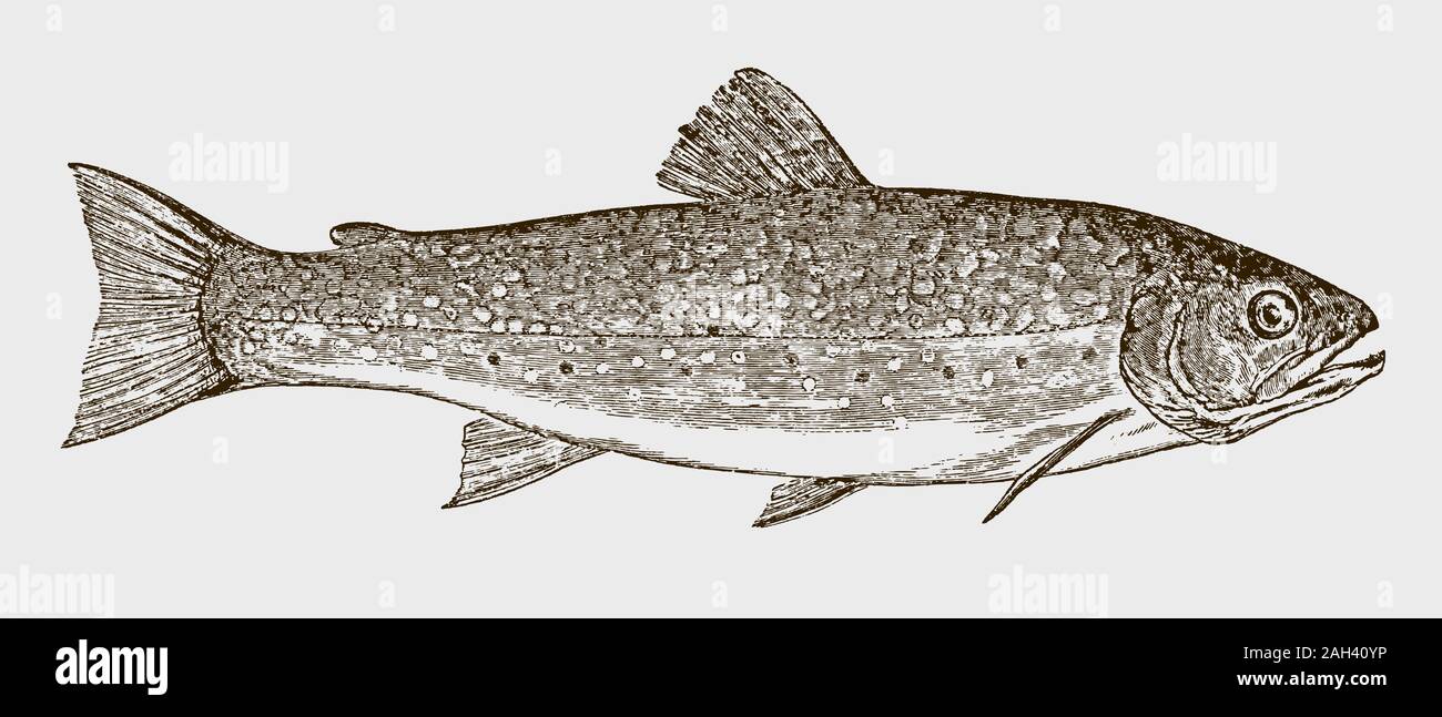 Brook trout salvelinus fontinalis in side view after a historical ...