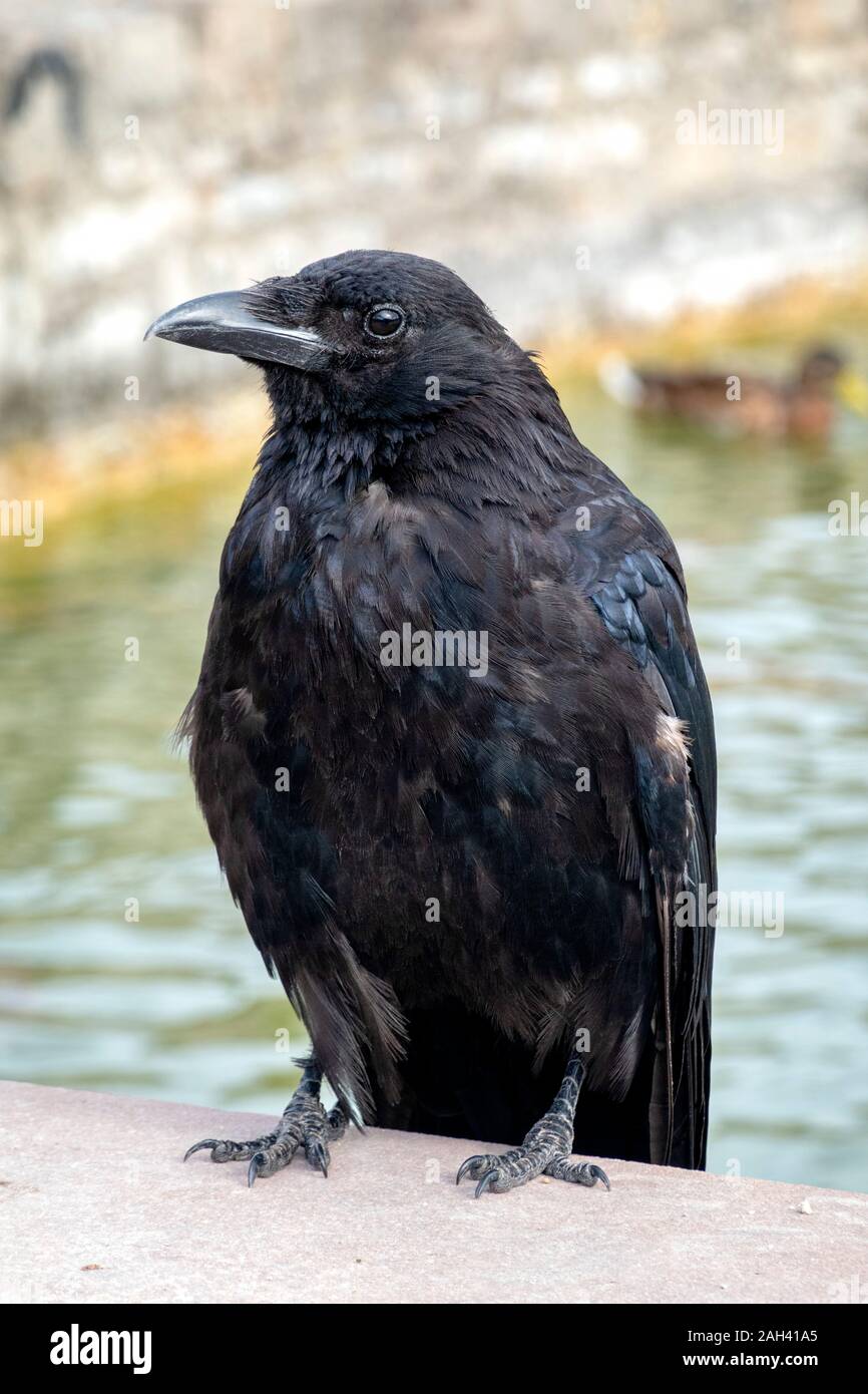 Water raven hi-res stock photography and images - Alamy