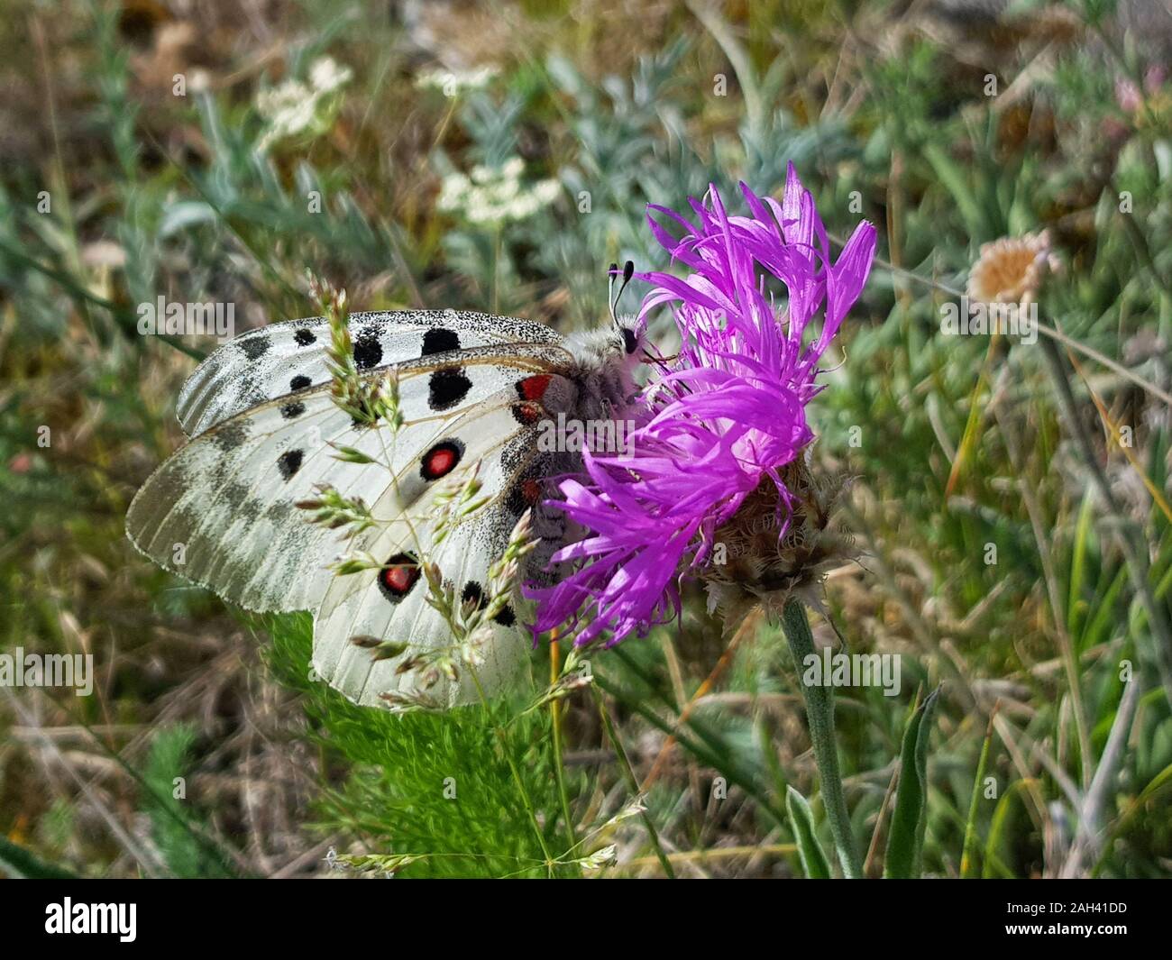 Precious Butterfly High Resolution Stock Photography and Images - Alamy