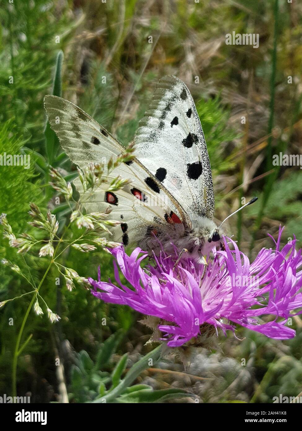 Precious butterfly hi-res stock photography and images - Alamy