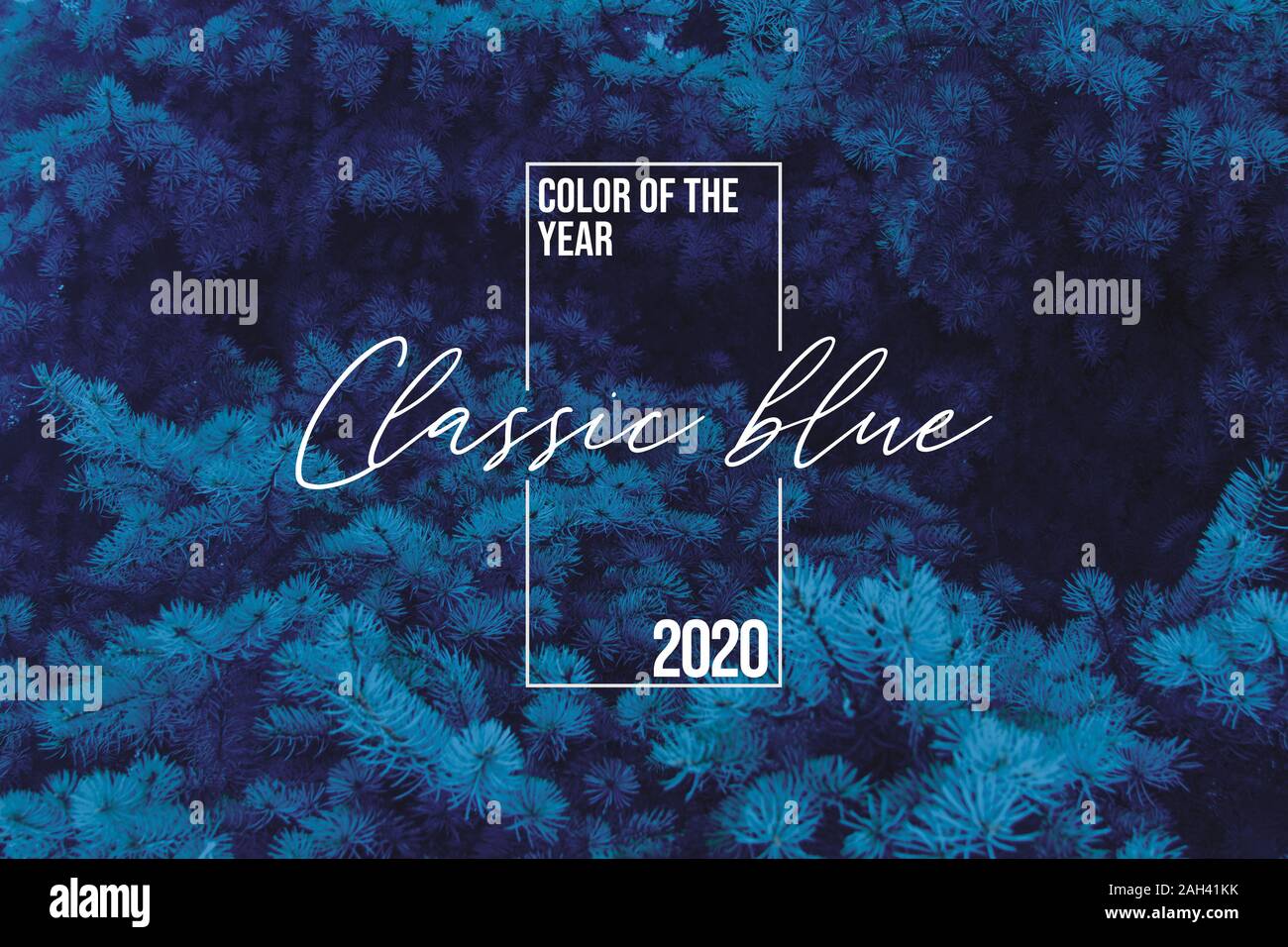 Classic blue spruce background with Color of the 2020 year, blue ...