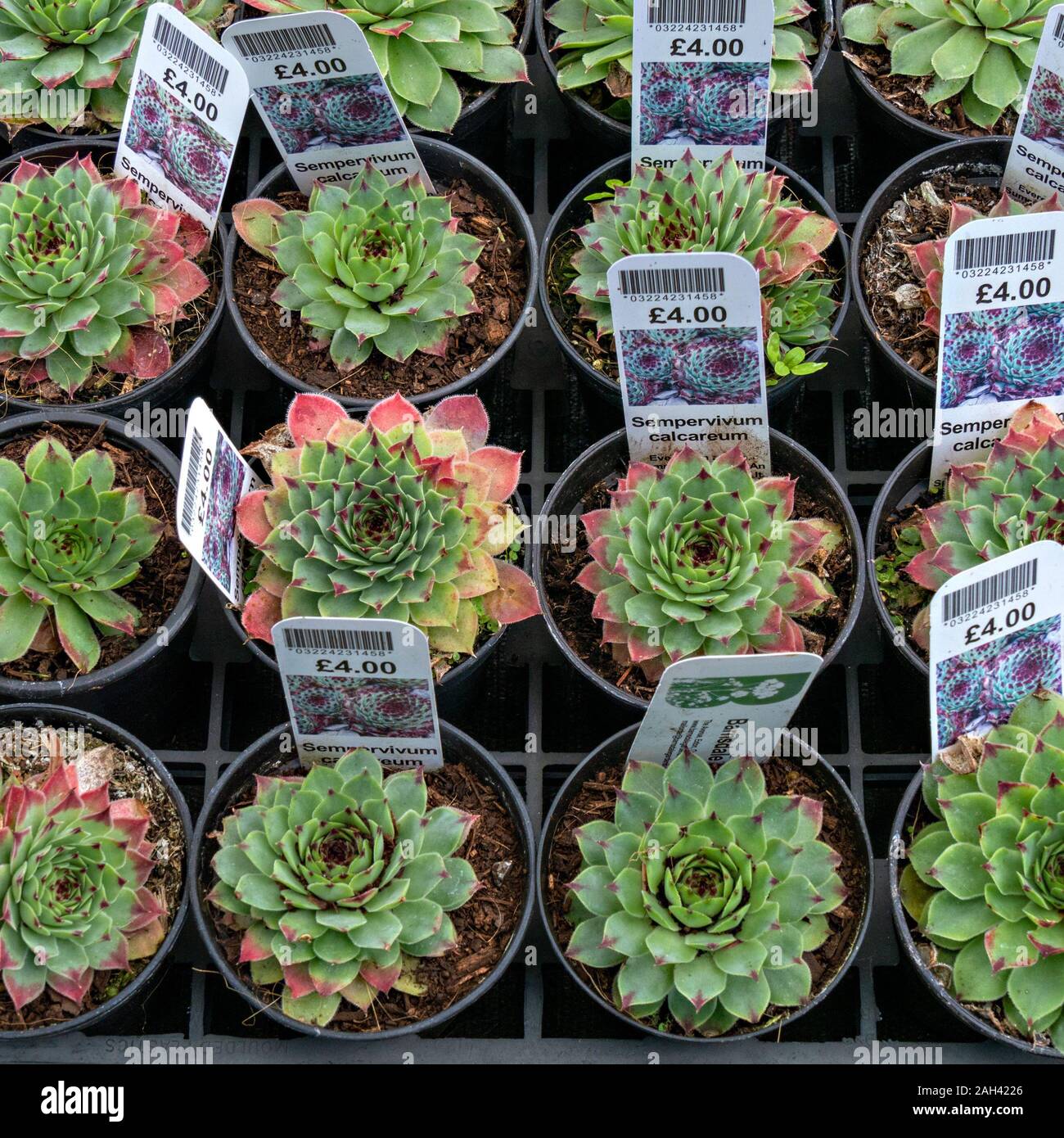 Plants with labels hi-res stock photography and images - Alamy