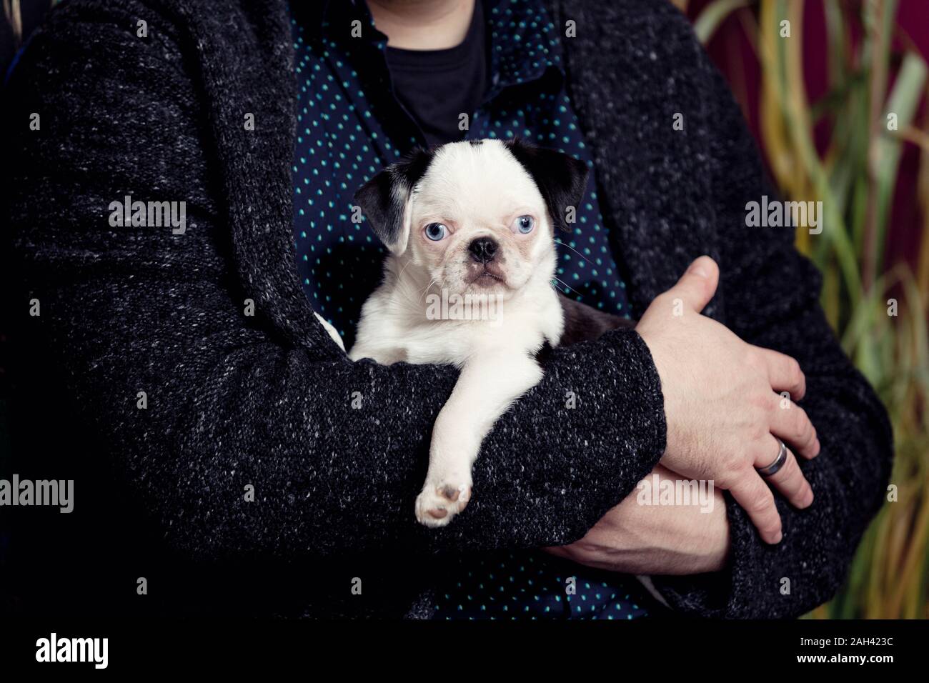 Holding a pug hi-res stock photography and images - Alamy