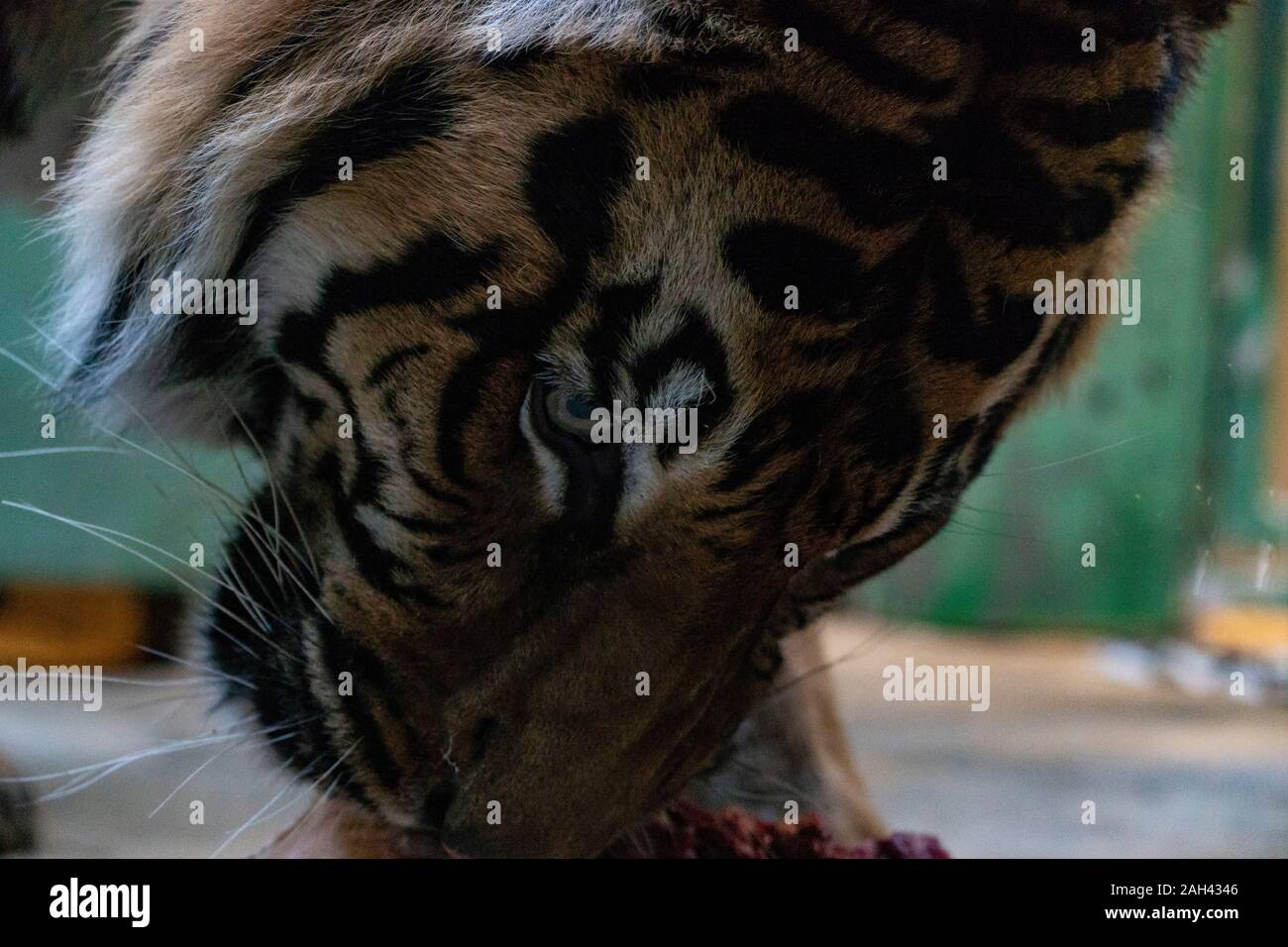 Tiger food zoo hi-res stock photography and images - Alamy
