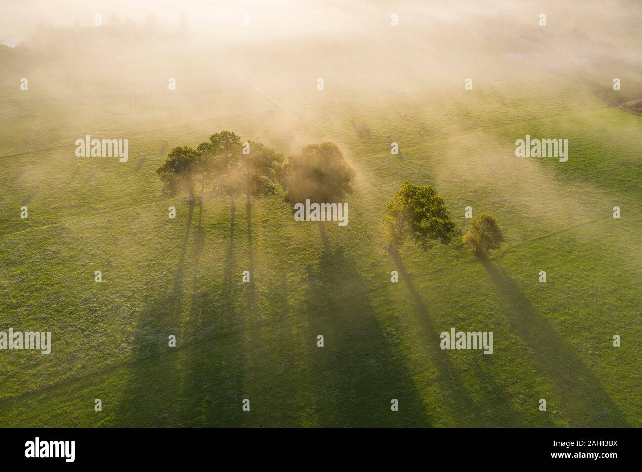 Germany, Upper Bavaria, Greiling, Aerial view of field and trees in fog ...