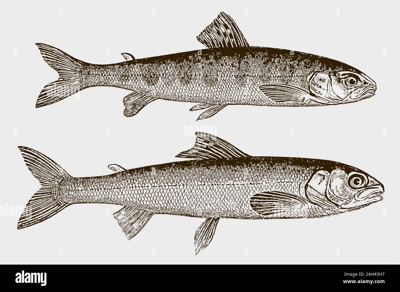 Atlantic salmon salmo salar juvenile Stock Vector Images - Alamy