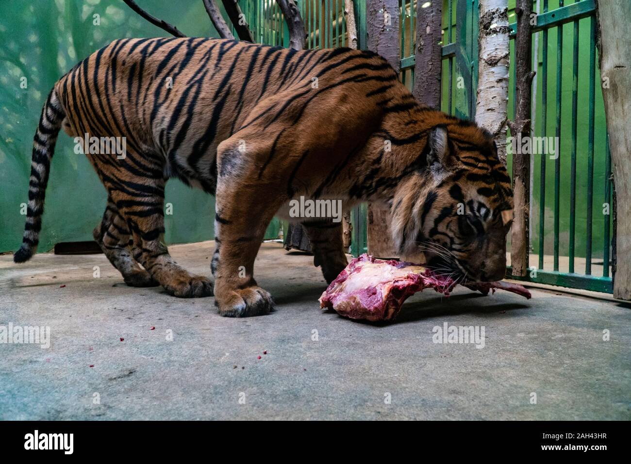 Tiger eat fresh red meat in a zoo Stock Photo - Alamy