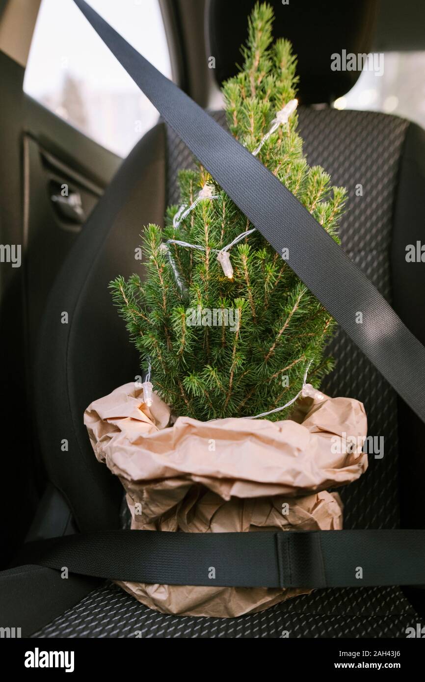 Christmas tree with safety belt in the car Stock Photo - Alamy