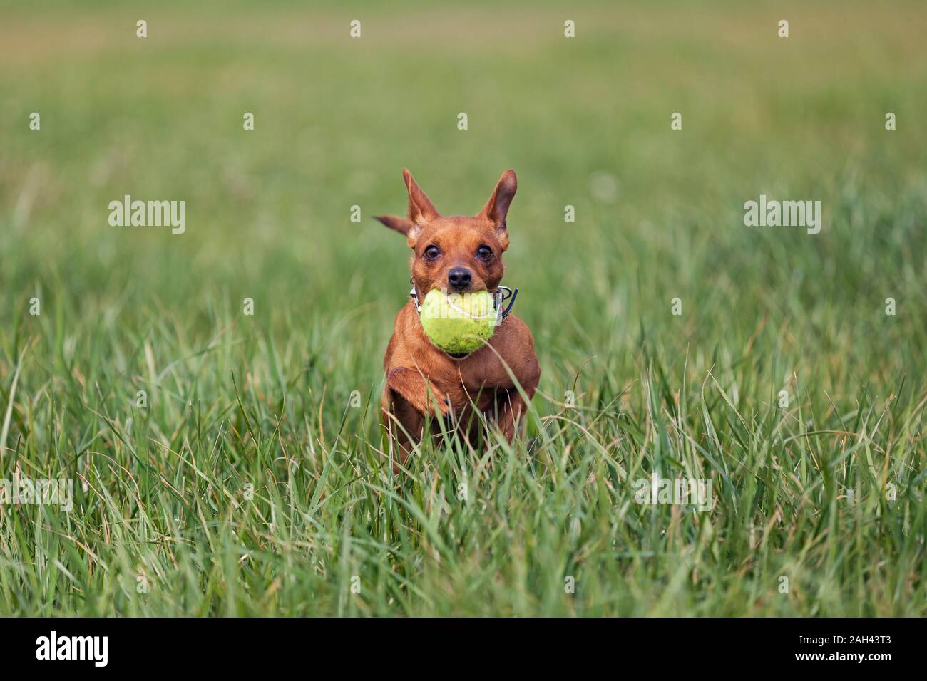 Red miniature pinscher hi-res stock photography and images - Alamy