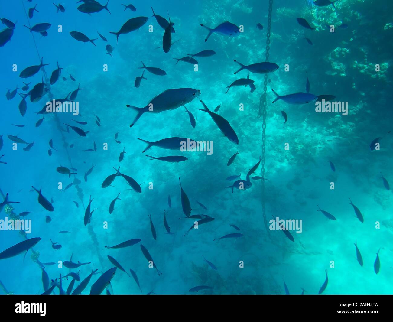 Undersea world. A large number of fish on the bottom of the Red Sea in ...