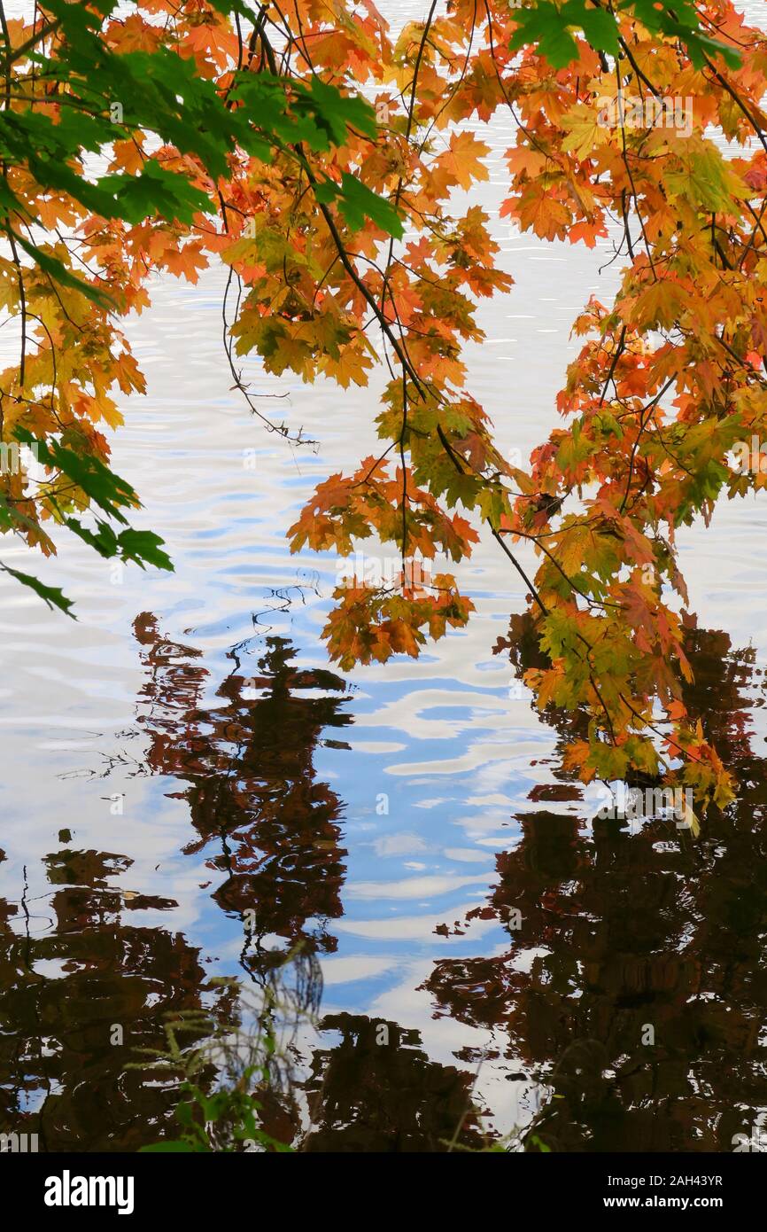 Tree branches hanging over water hi-res stock photography and images ...