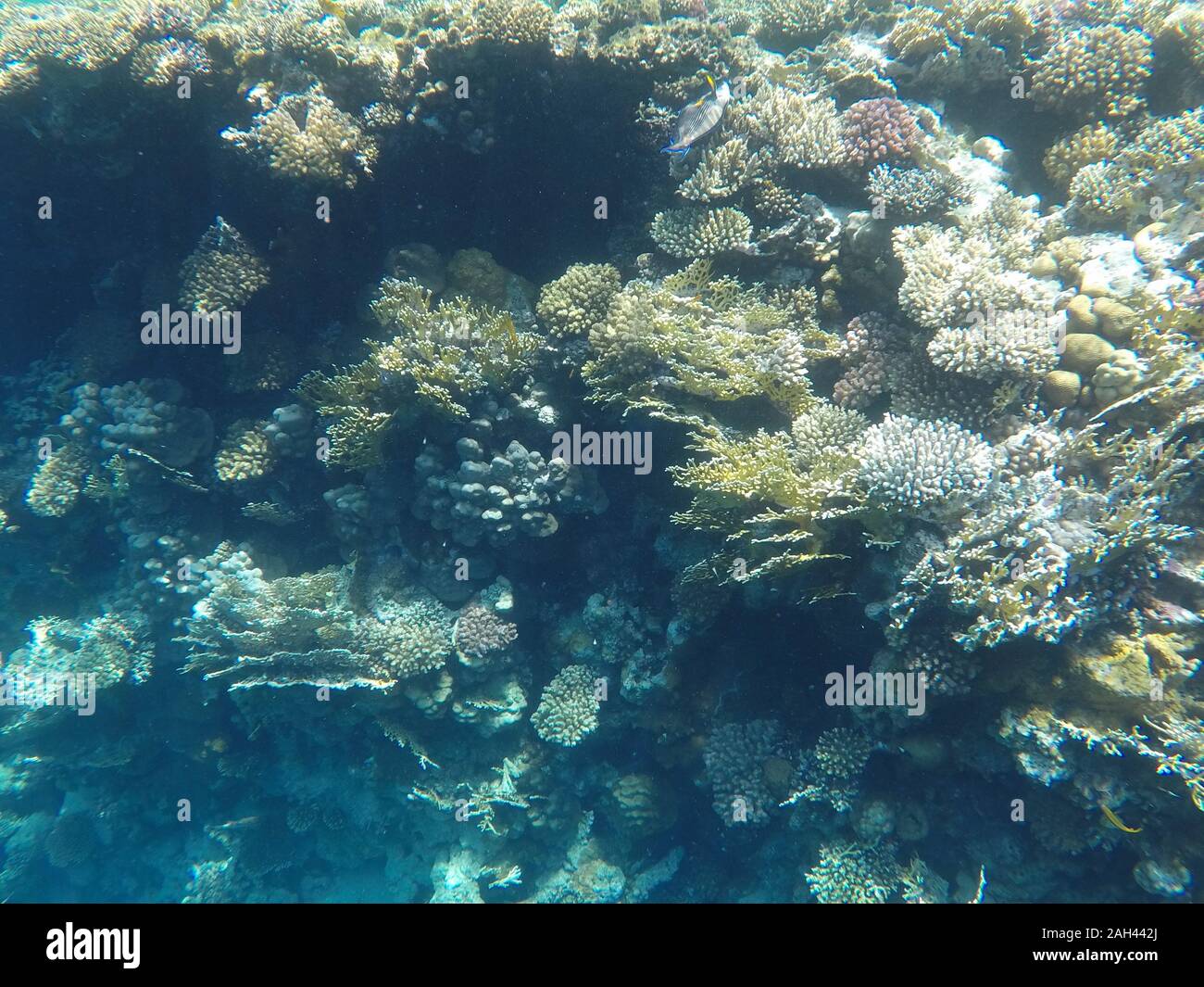 Undersea world. Corals of the Red Sea. Egypt Stock Photo - Alamy