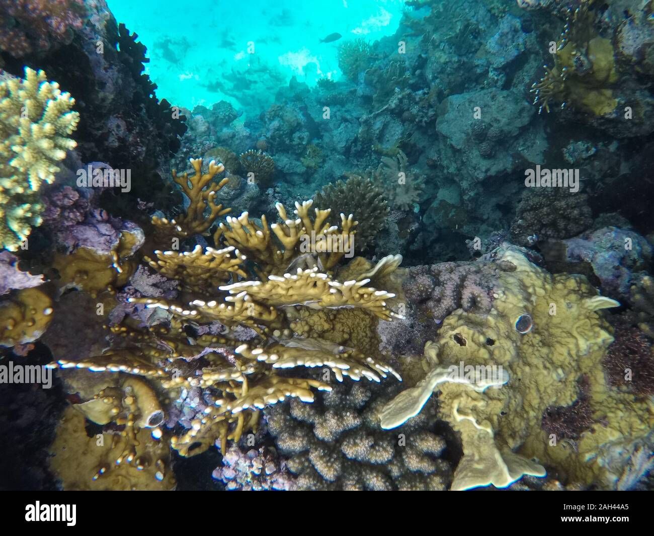 Undersea world. Corals of the Red Sea. Egypt Stock Photo - Alamy