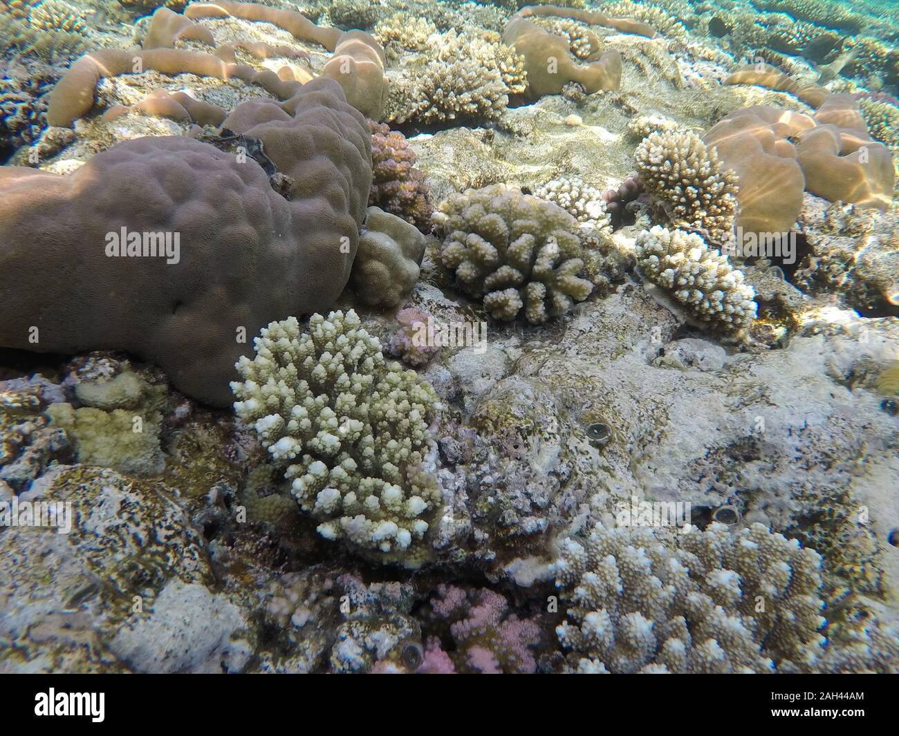 Undersea world. Corals of the Red Sea. Egypt Stock Photo - Alamy