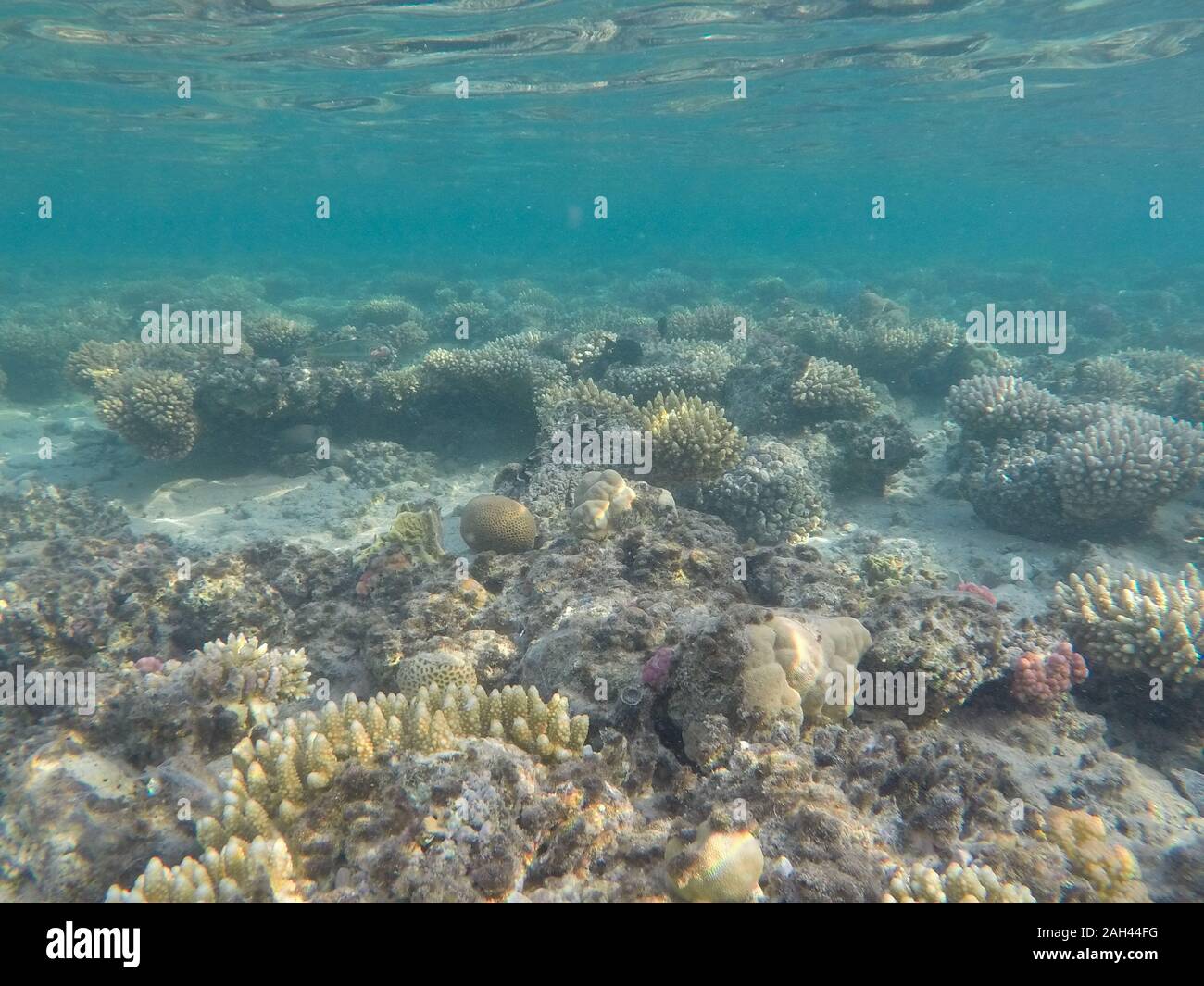 Undersea world. Corals of the Red Sea. Egypt Stock Photo - Alamy