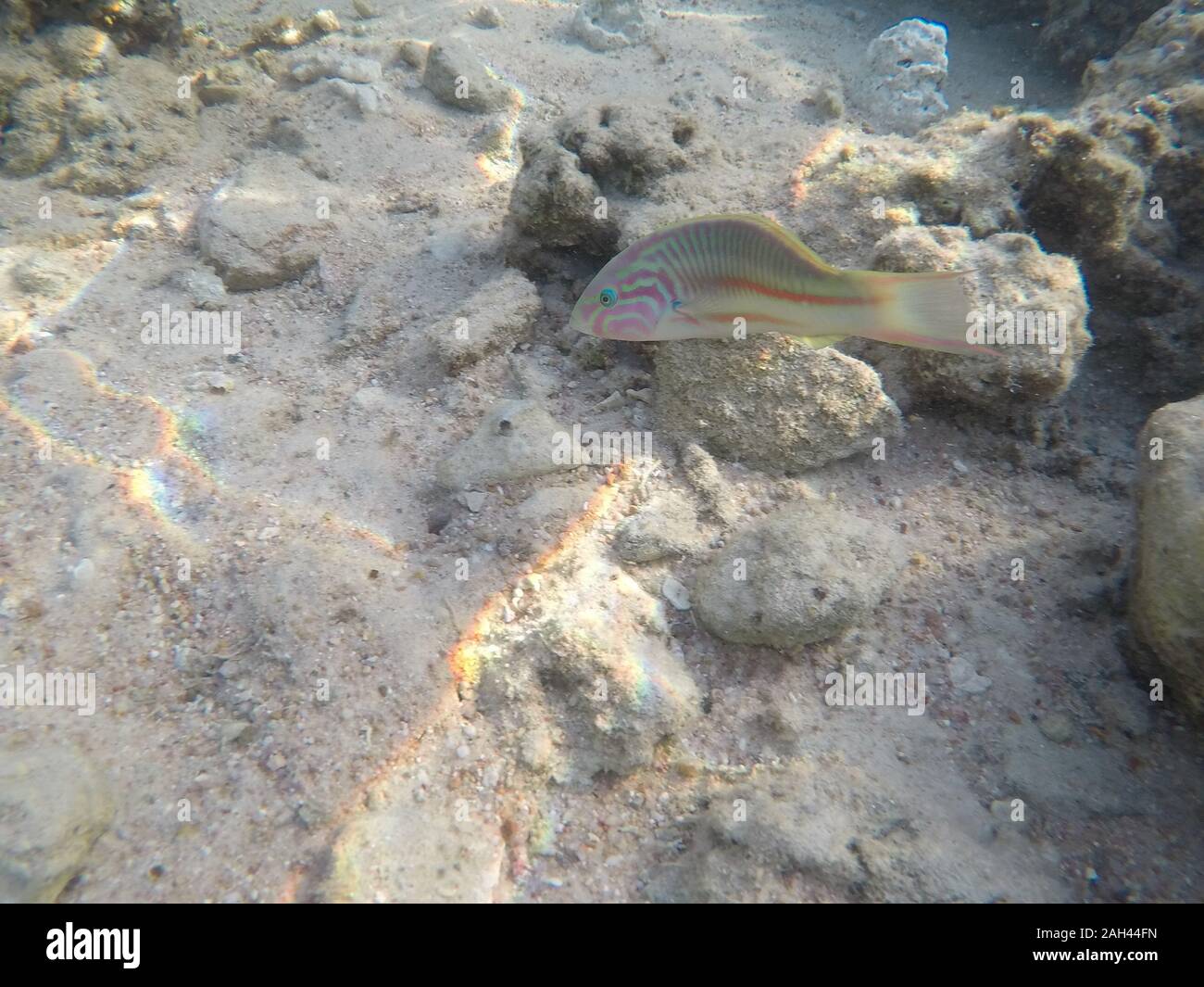 Undersea world. Coral fishes on the bottom of the Red Sea in Egypt ...