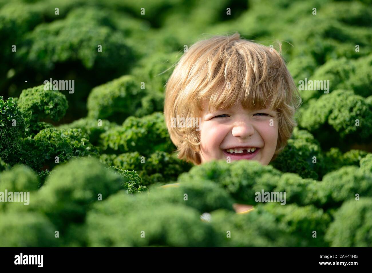 Boy in a kali field Stock Photo - Alamy
