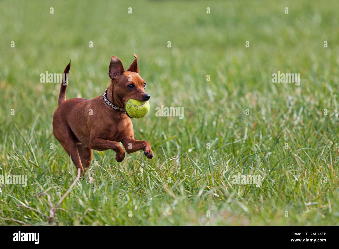 Red miniature pinscher hi-res stock photography and images - Alamy