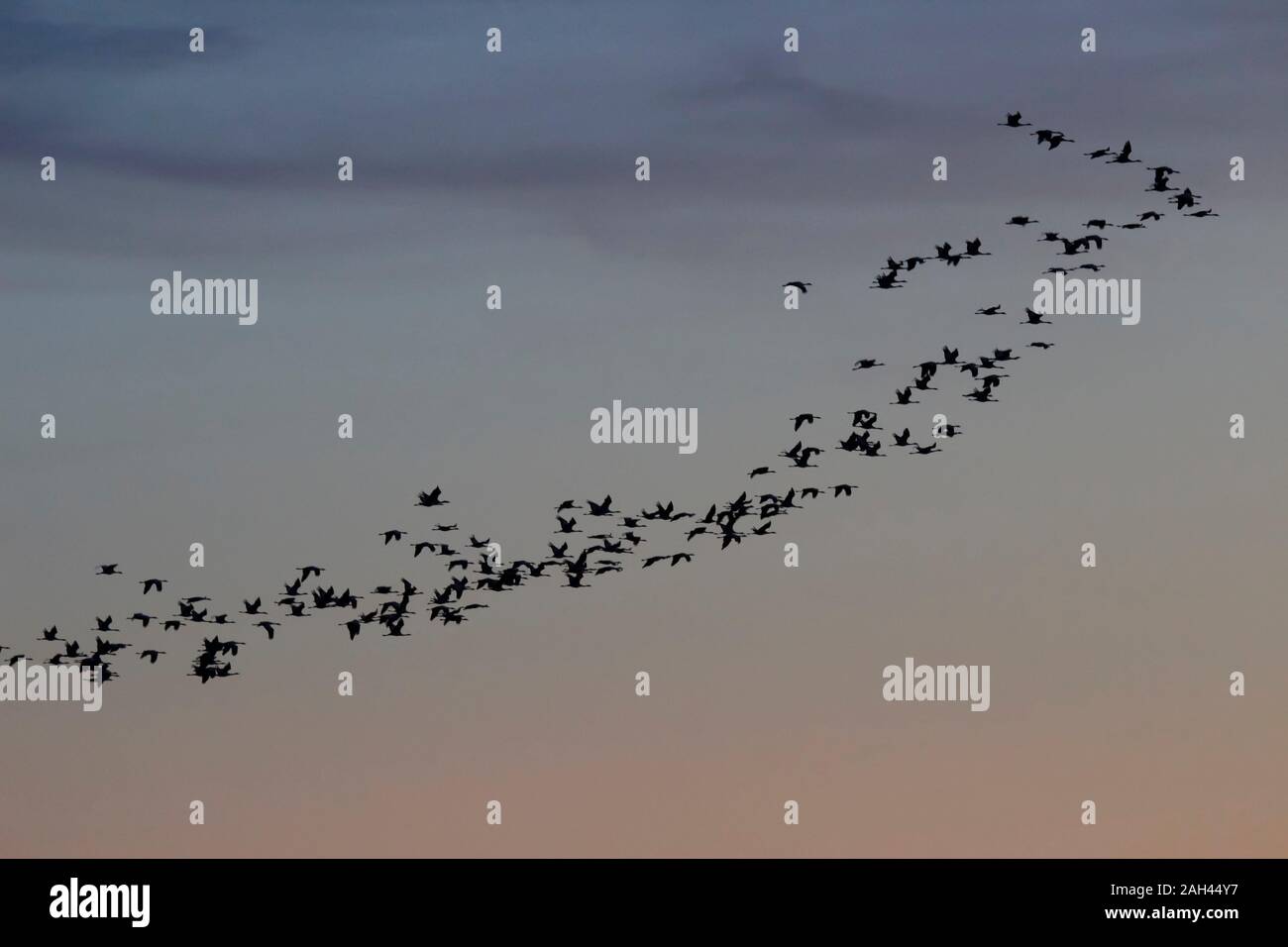 Big flying bird hi-res stock photography and images - Alamy