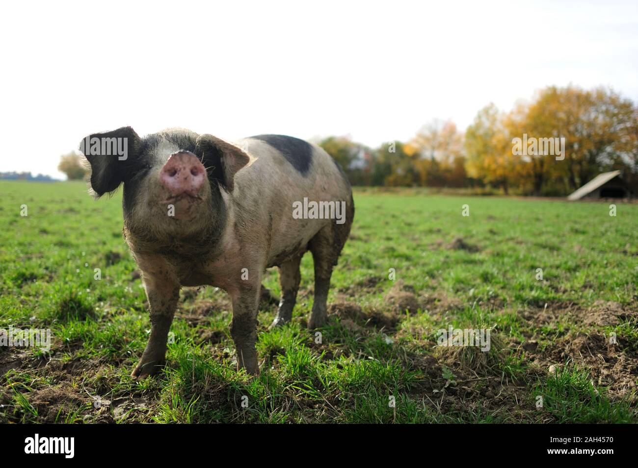 Pig standing on meadow Stock Photo - Alamy