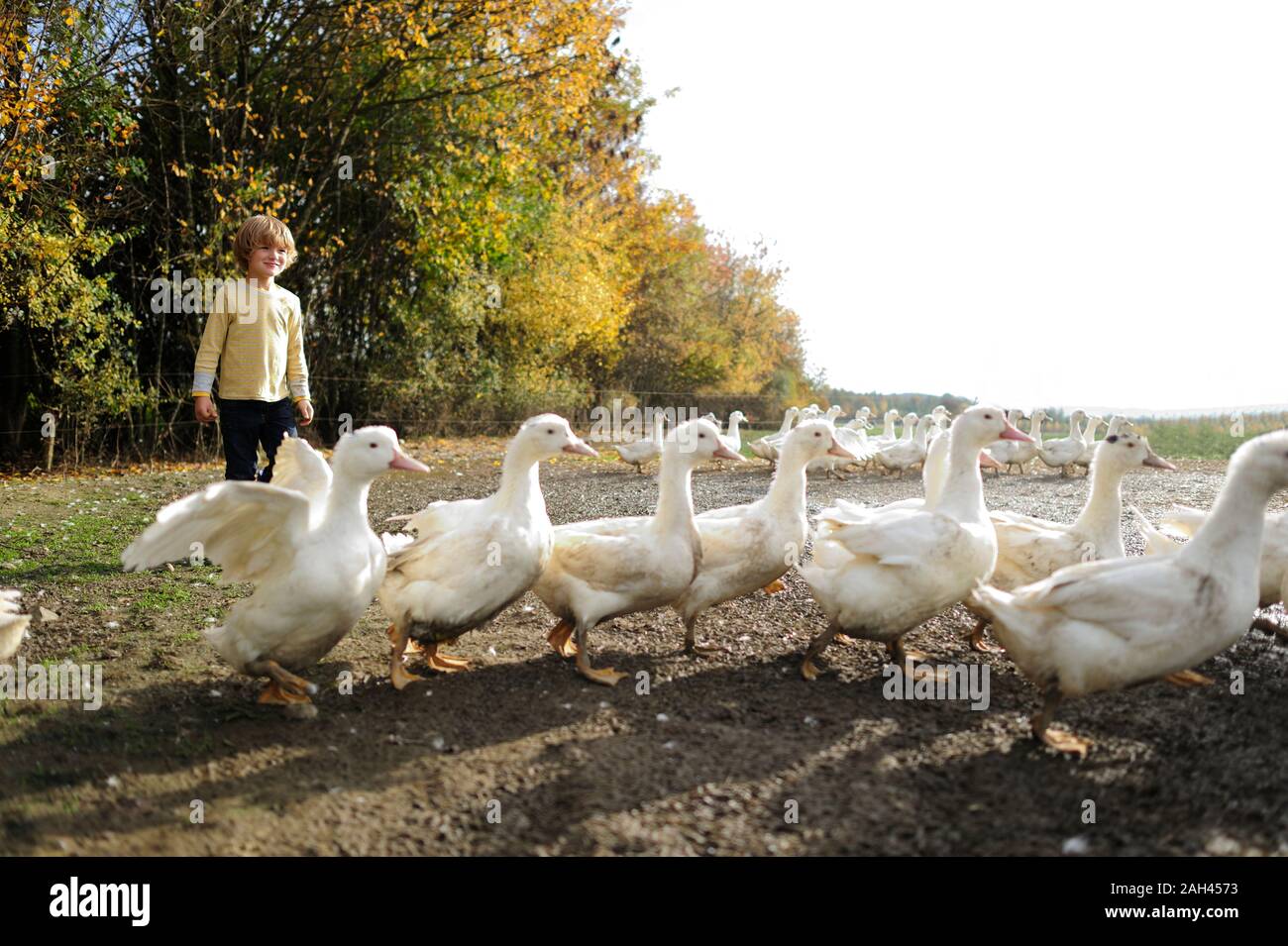 Boy with domestic ducks on meadow Stock Photo - Alamy