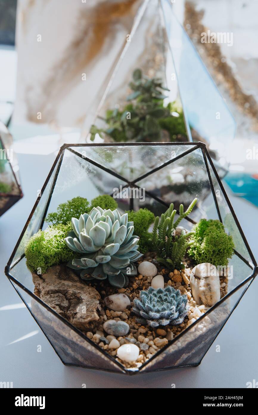 Miniature Succulent Plants in transparent pots standing on a ...
