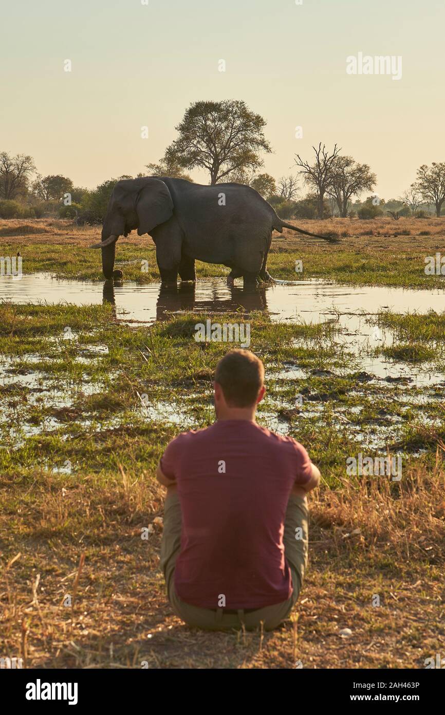 Man watching an elephant standing in the water, Khwai, Botswana Stock ...