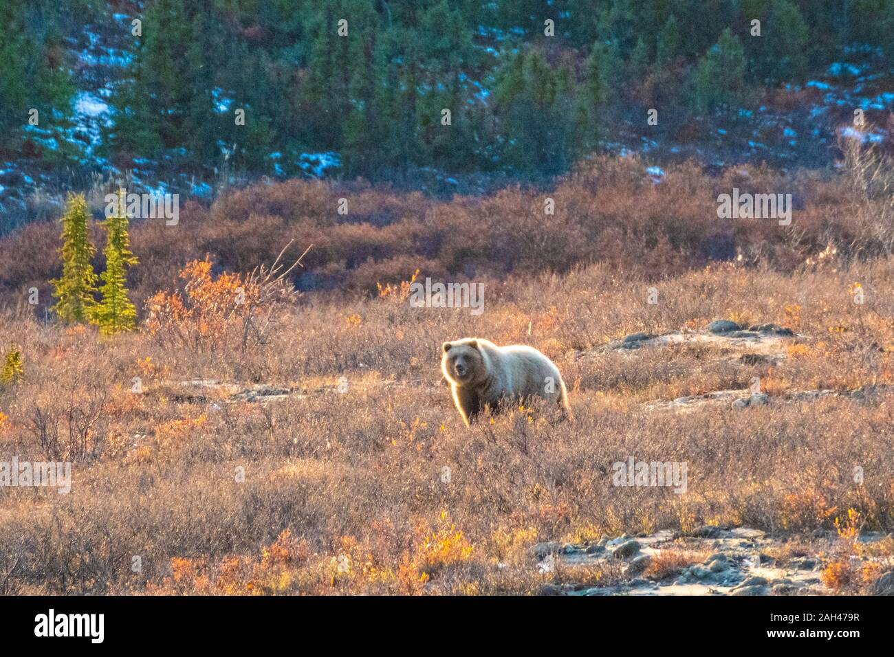 North american taiga hi-res stock photography and images - Alamy