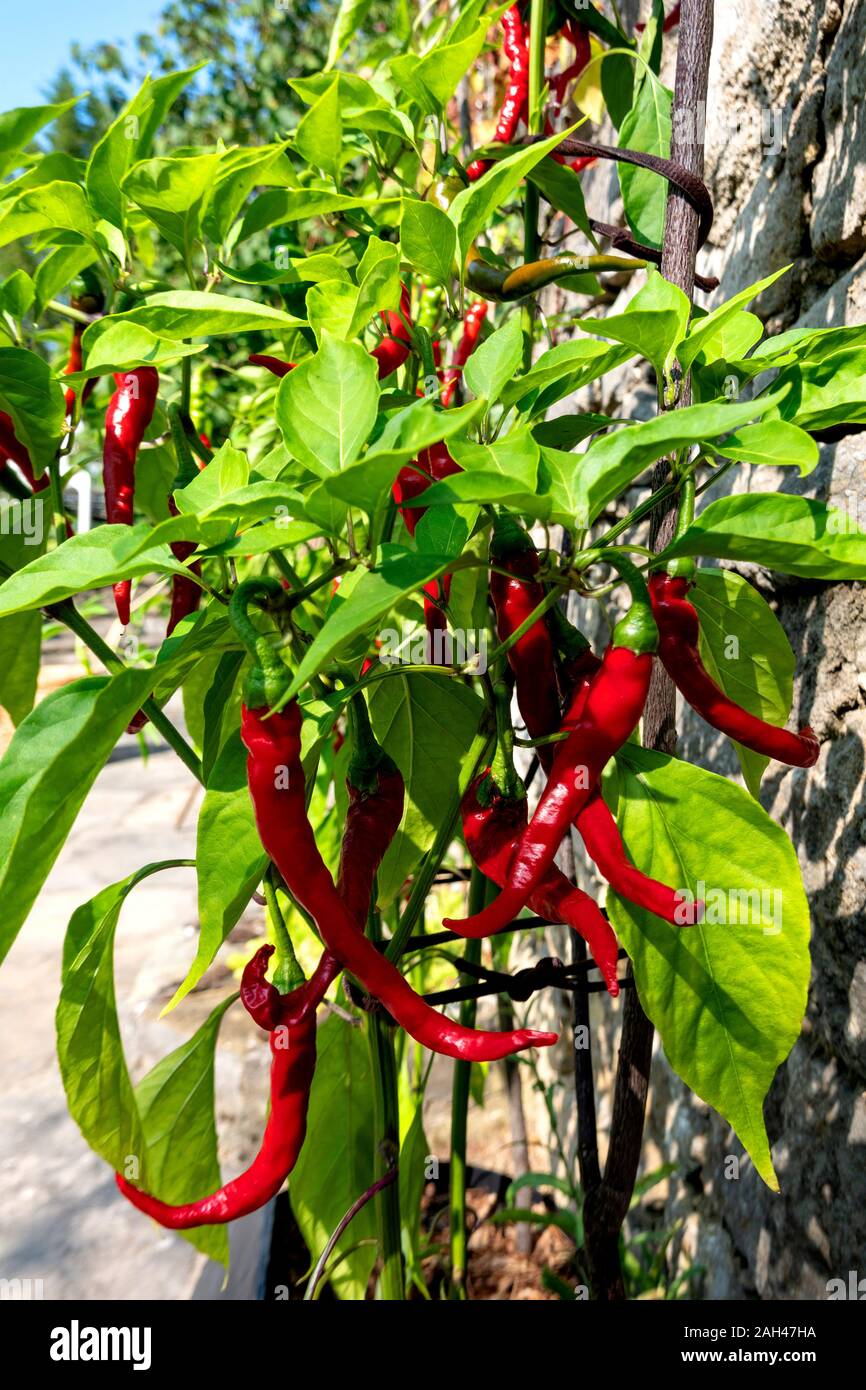 Chili pepper color hi-res stock photography and images - Alamy