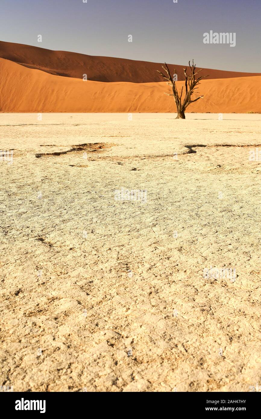 Dead trees in Deadvlei, Sossusvlei, Namib desert, Namibia Stock Photo ...