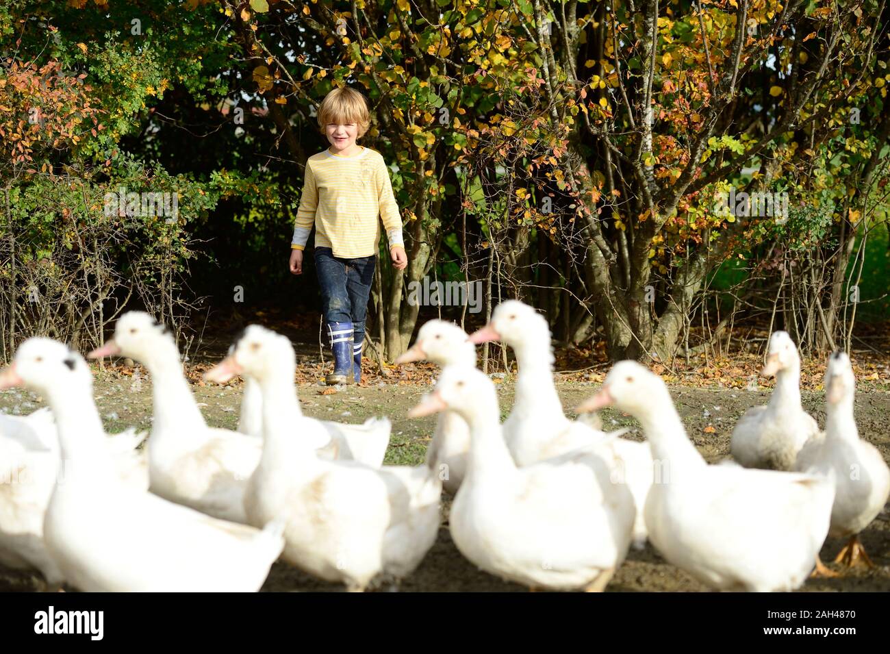 7 ducks hi-res stock photography and images - Alamy