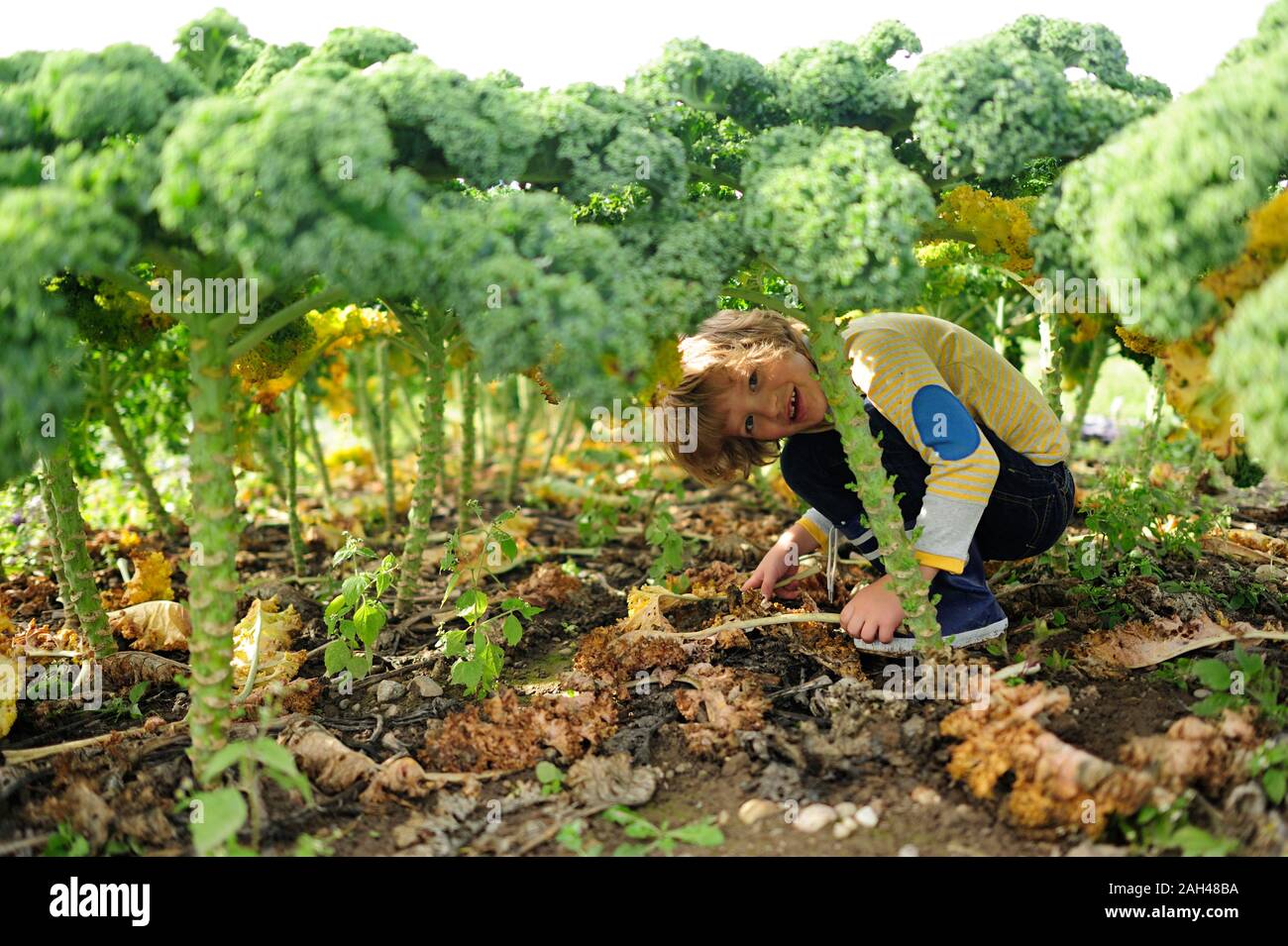Boy in a kali field Stock Photo - Alamy