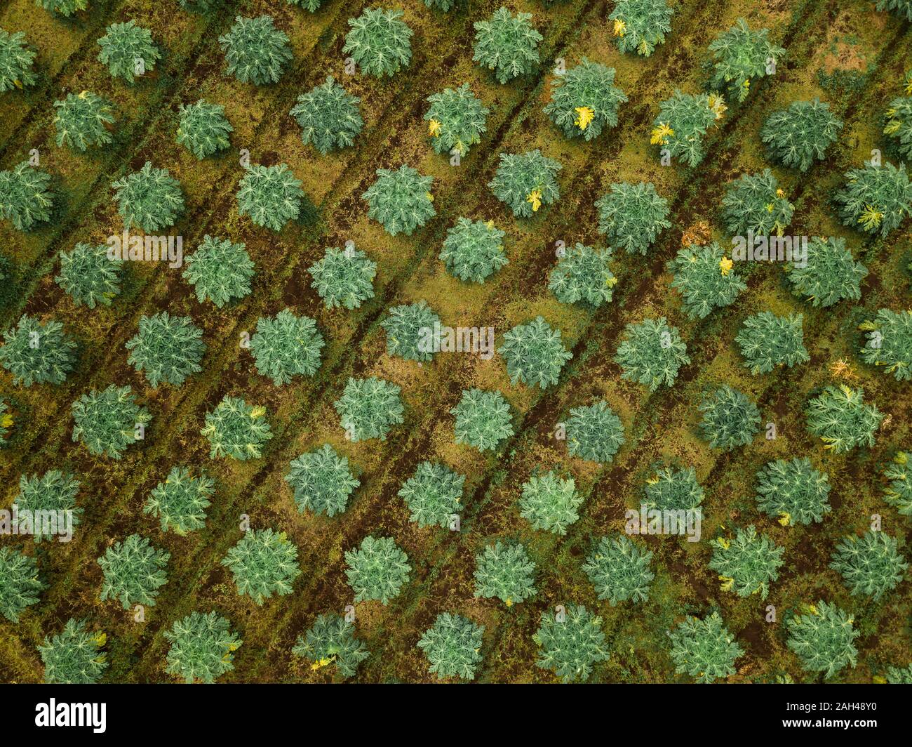 Papaya Season In Bali at Virginia Lyman blog