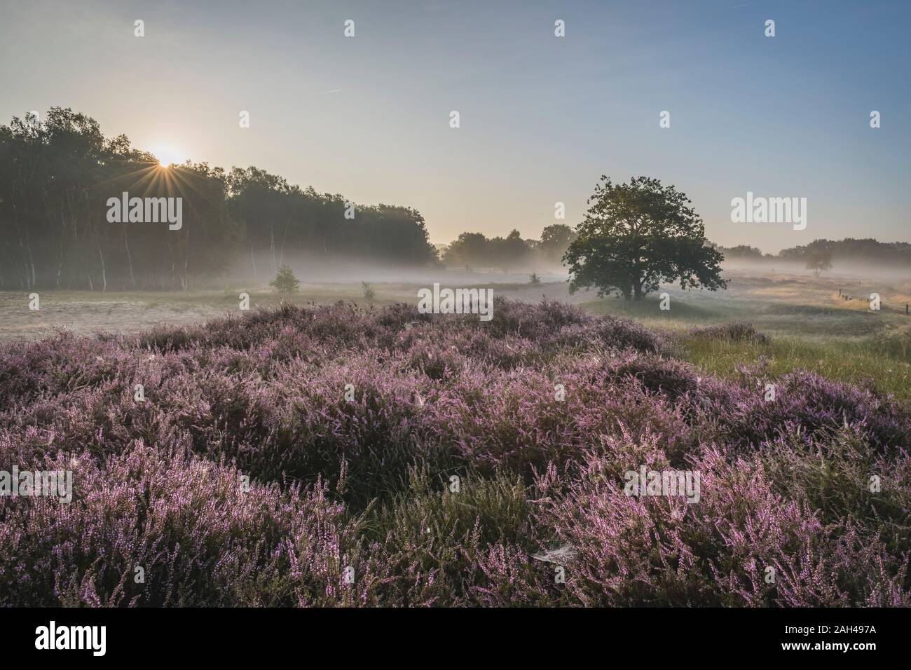 Germany, Hamburg, Landscape with heather at sunrise Stock Photo - Alamy