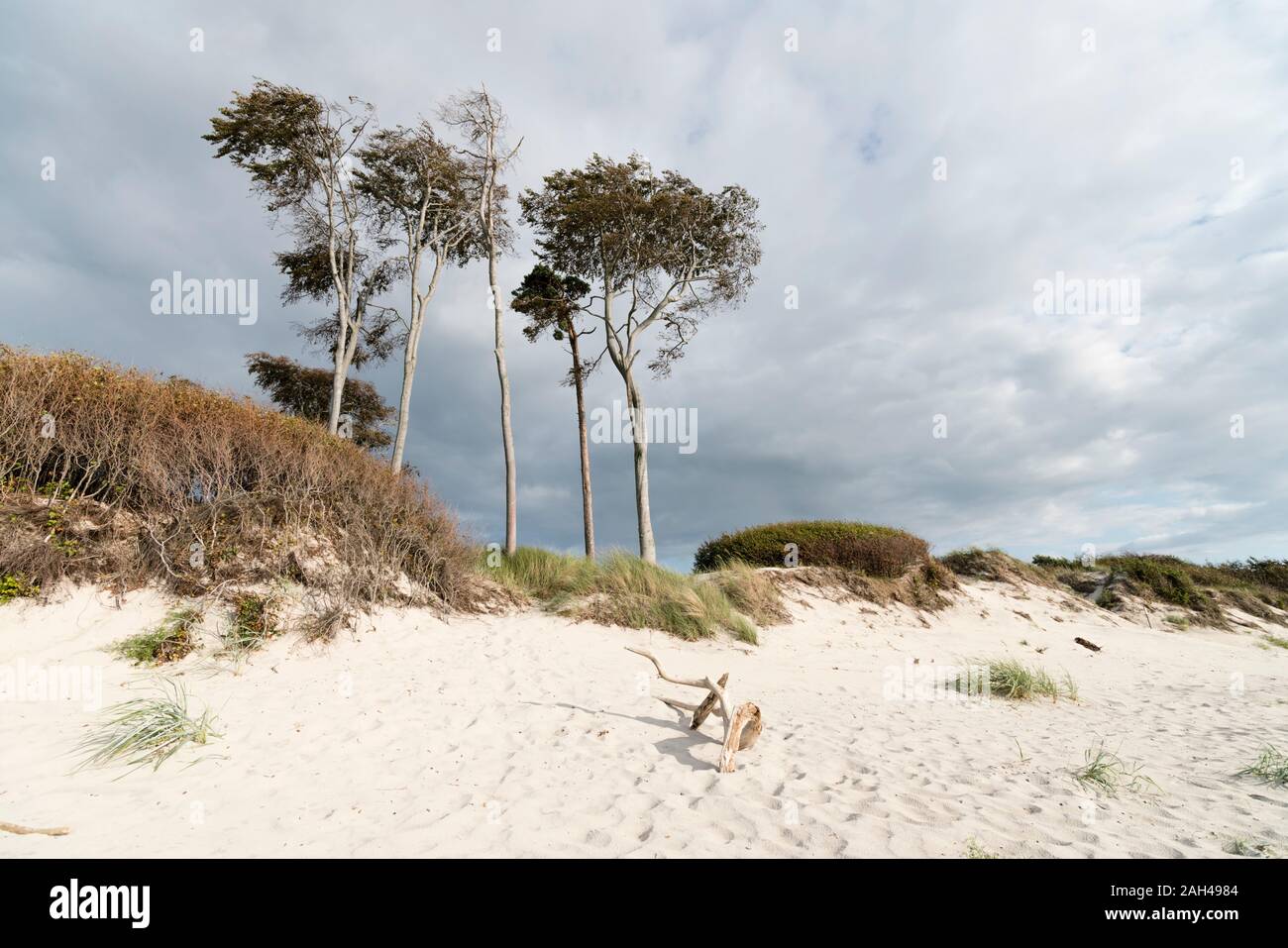 Germany, Darss, Weststrand, Trees on beach Stock Photo - Alamy