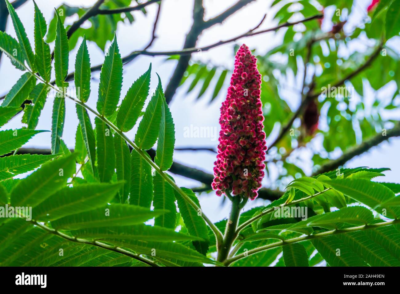 Rhus typhina stag horn sumach hi-res stock photography and images - Alamy