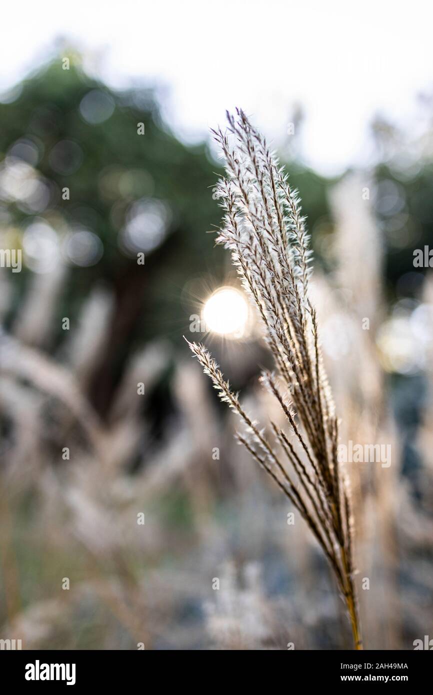 Wild spikes with a back light Stock Photo - Alamy
