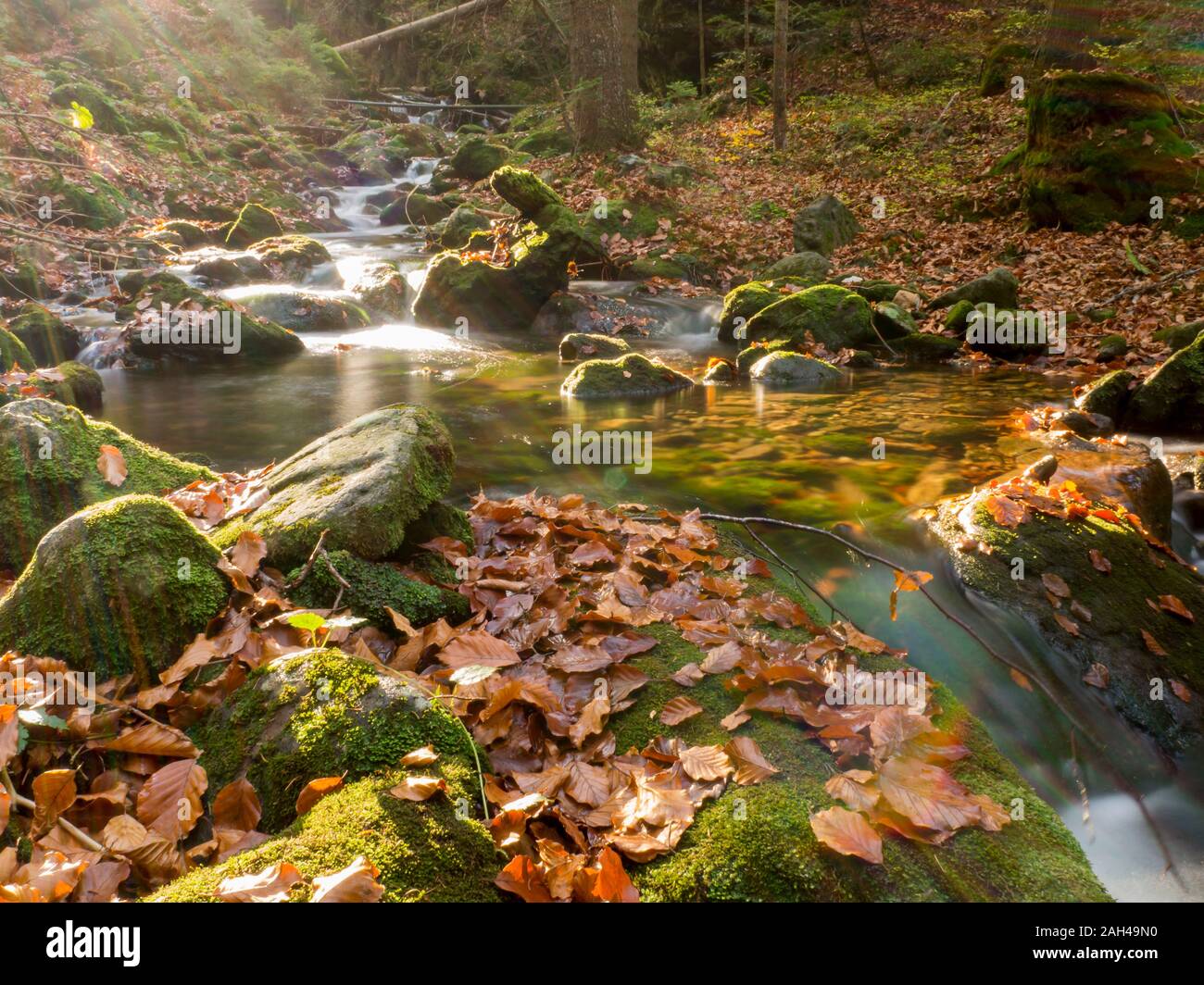 Autumn bavarian forest hi-res stock photography and images - Alamy