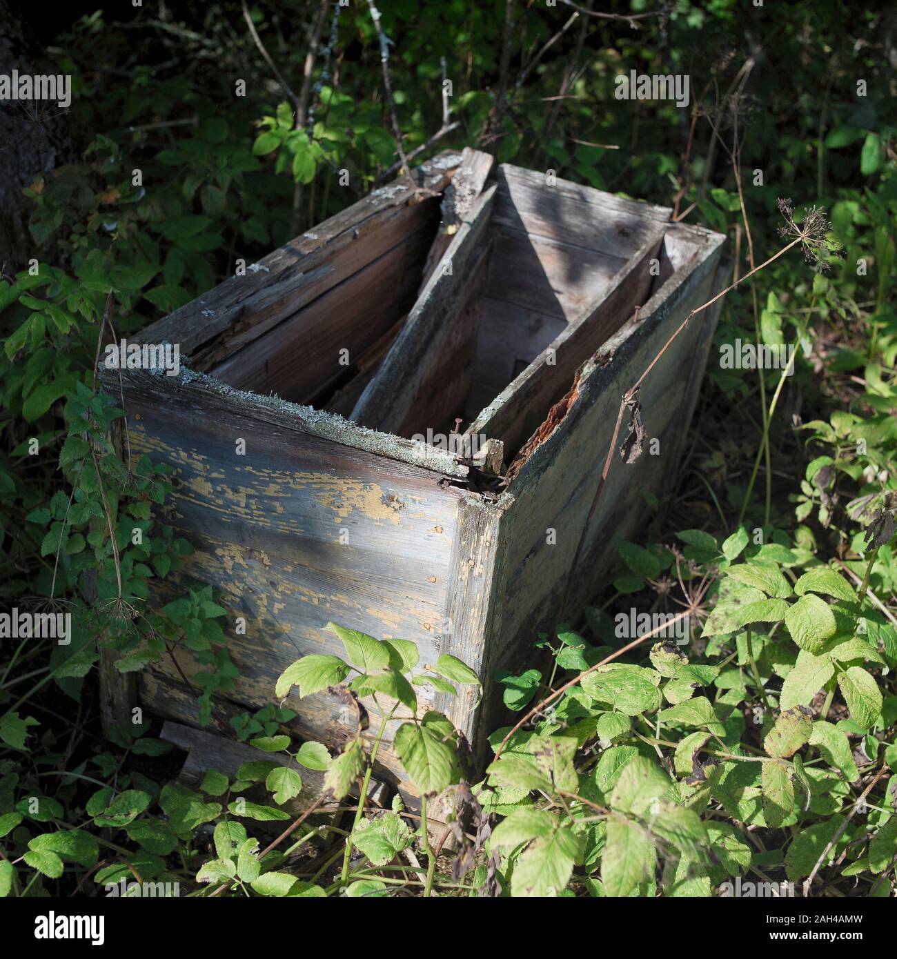 Broken abandoned beehive without a top in a garden, summertime shot ...