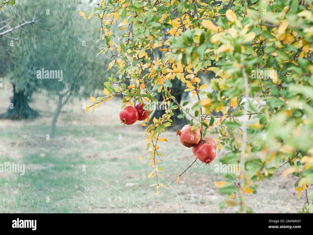 Foca province hi-res stock photography and images - Alamy