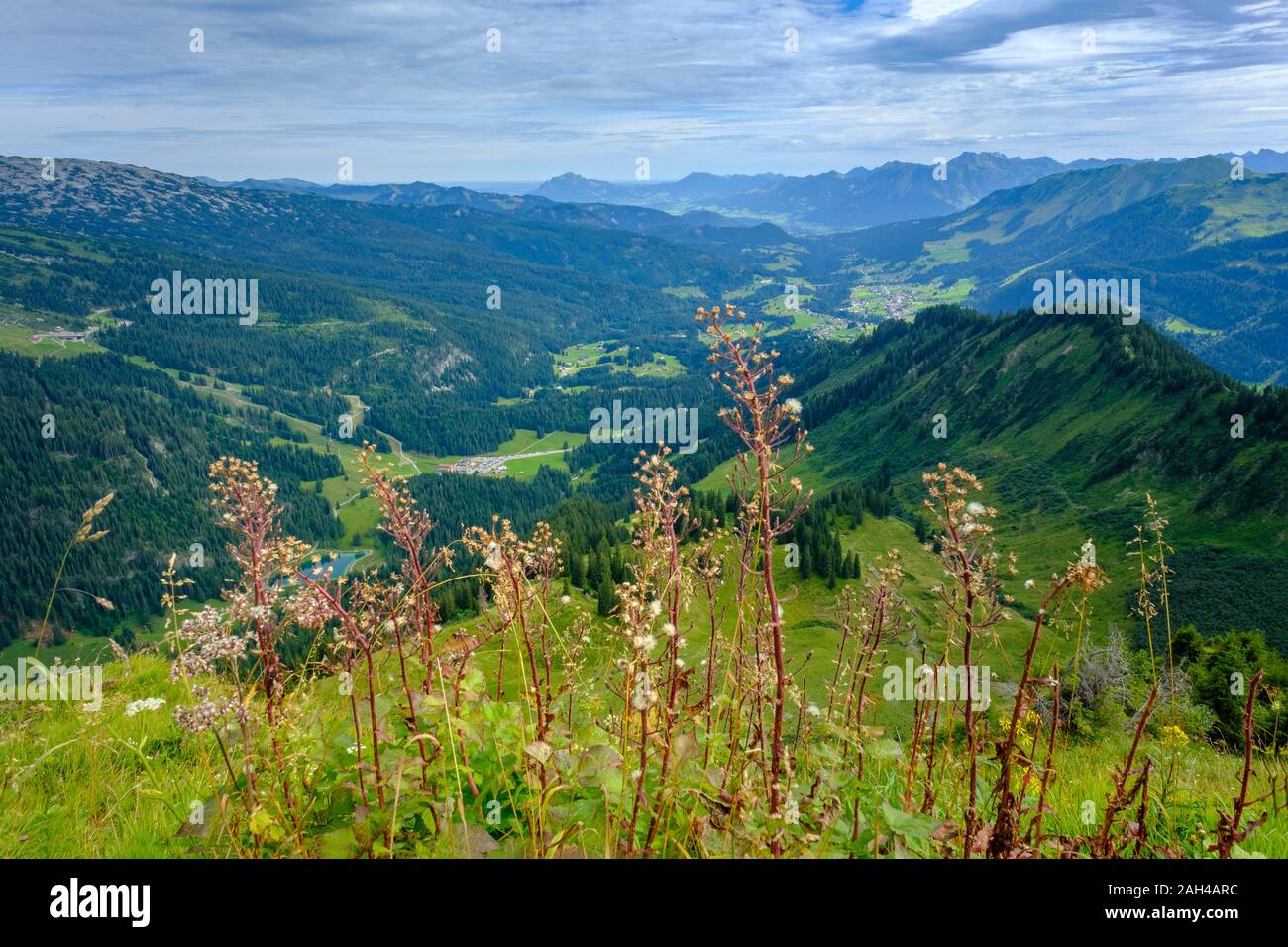 Austria, Vorarlberg, Mittelberg, Wildflowers blooming against green ...