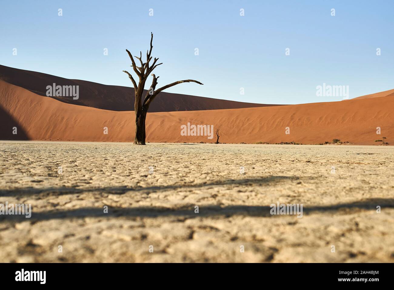 Dead trees in Deadvlei, Sossusvlei, Namib desert, Namibia Stock Photo ...
