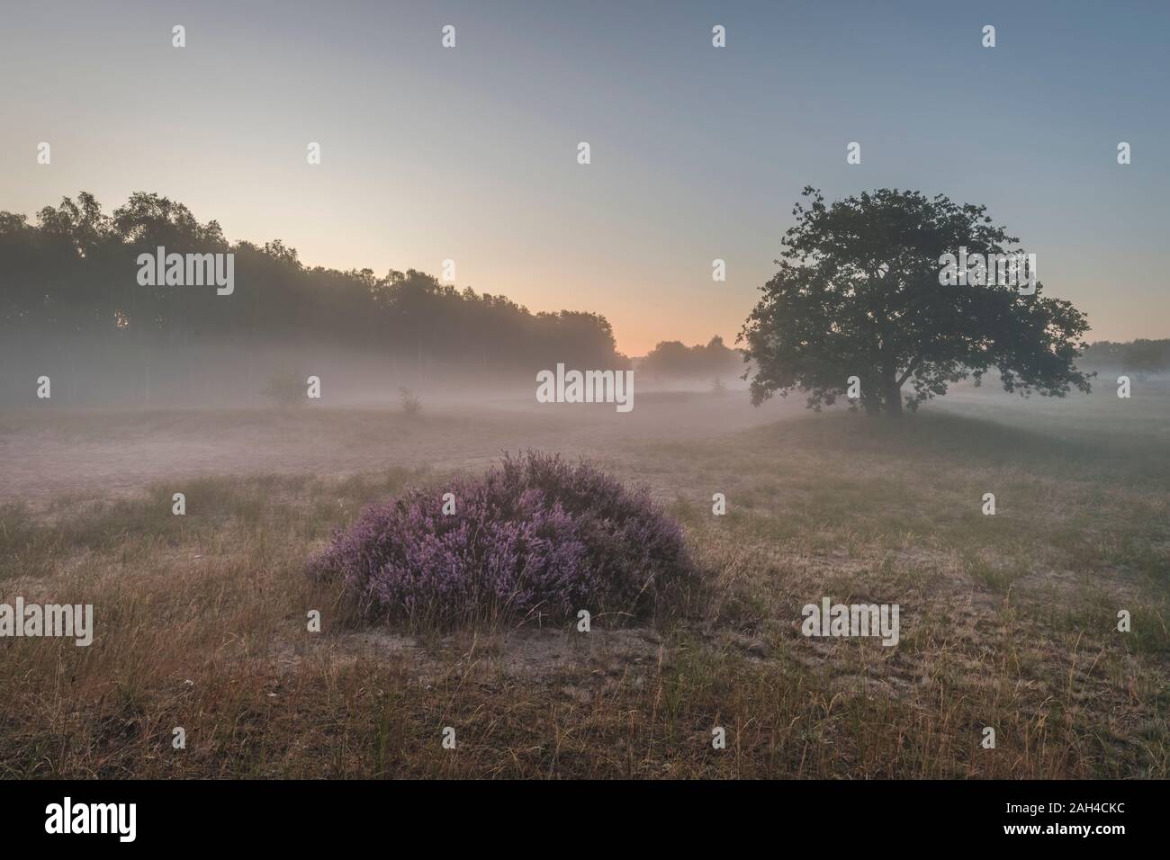 Heather growth hi-res stock photography and images - Alamy