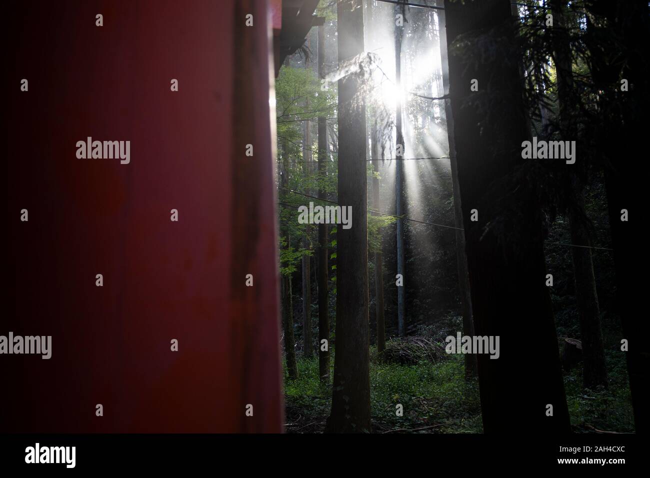 Japan, Kyoto Prefecture, Kyoto City, Sun shining through branches of ...