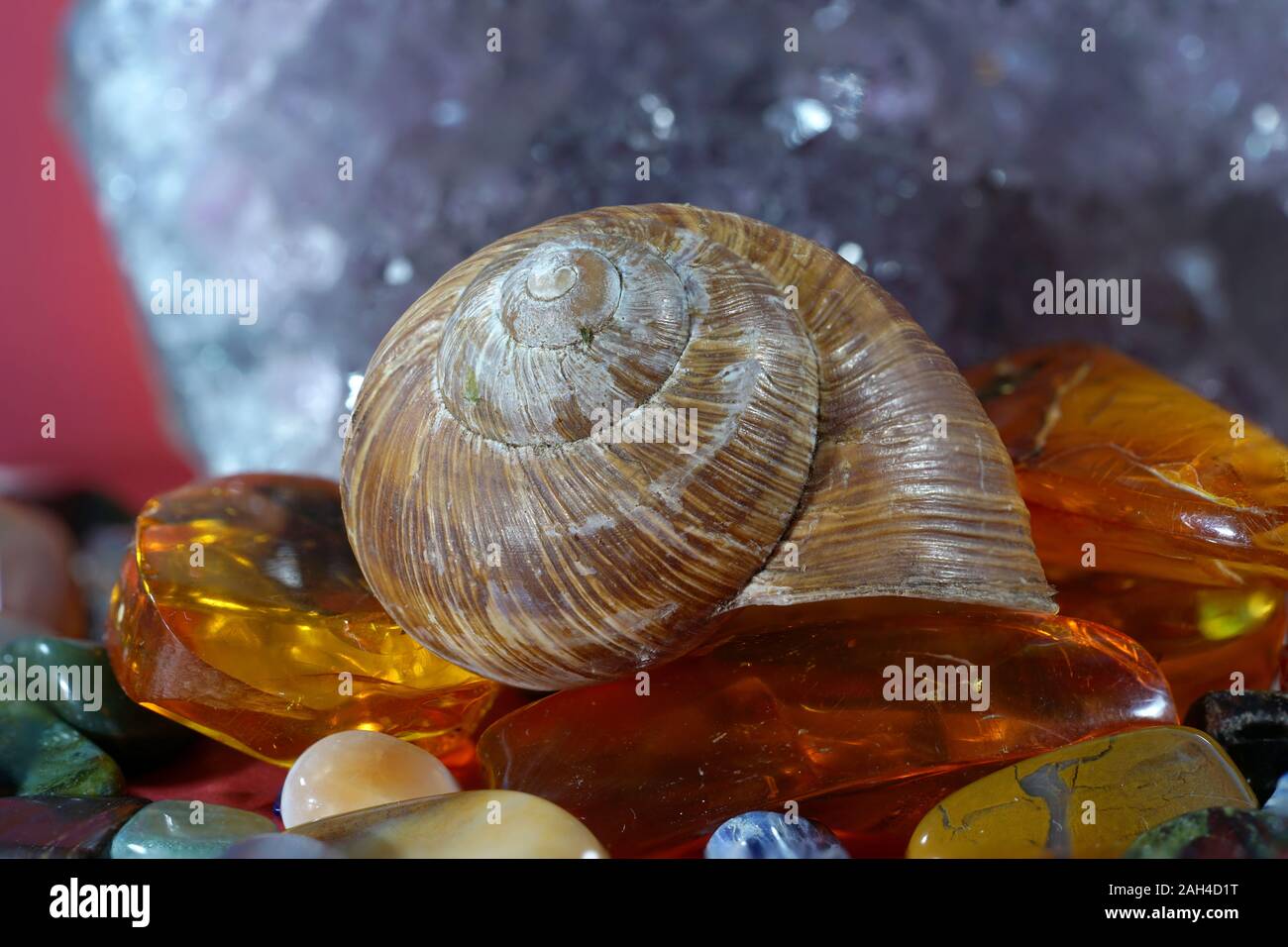 Snails photographed for consumption on a market in Portugal Stock Photo ...